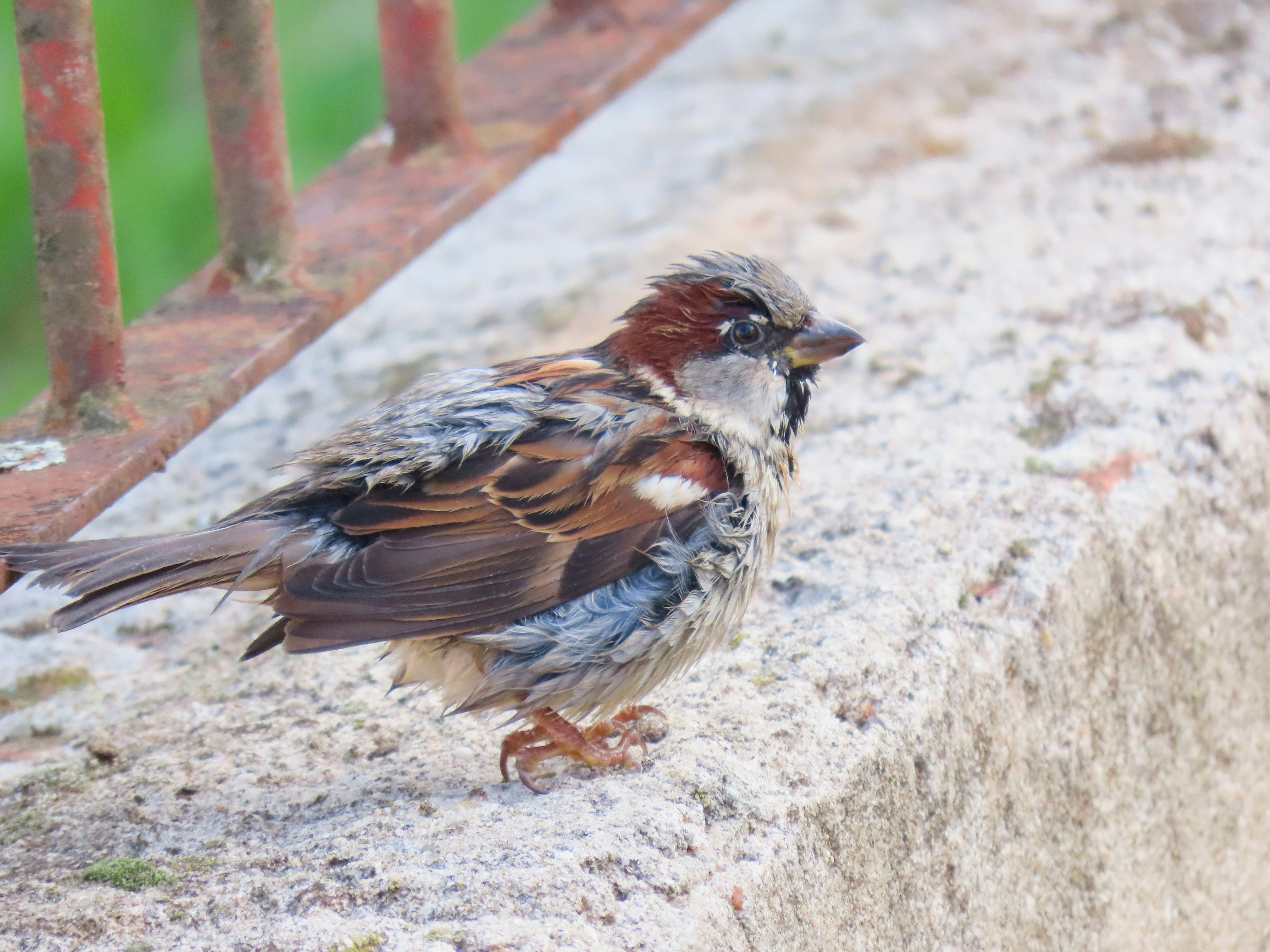 Pardal/House Sparrow (Passer domesticus)