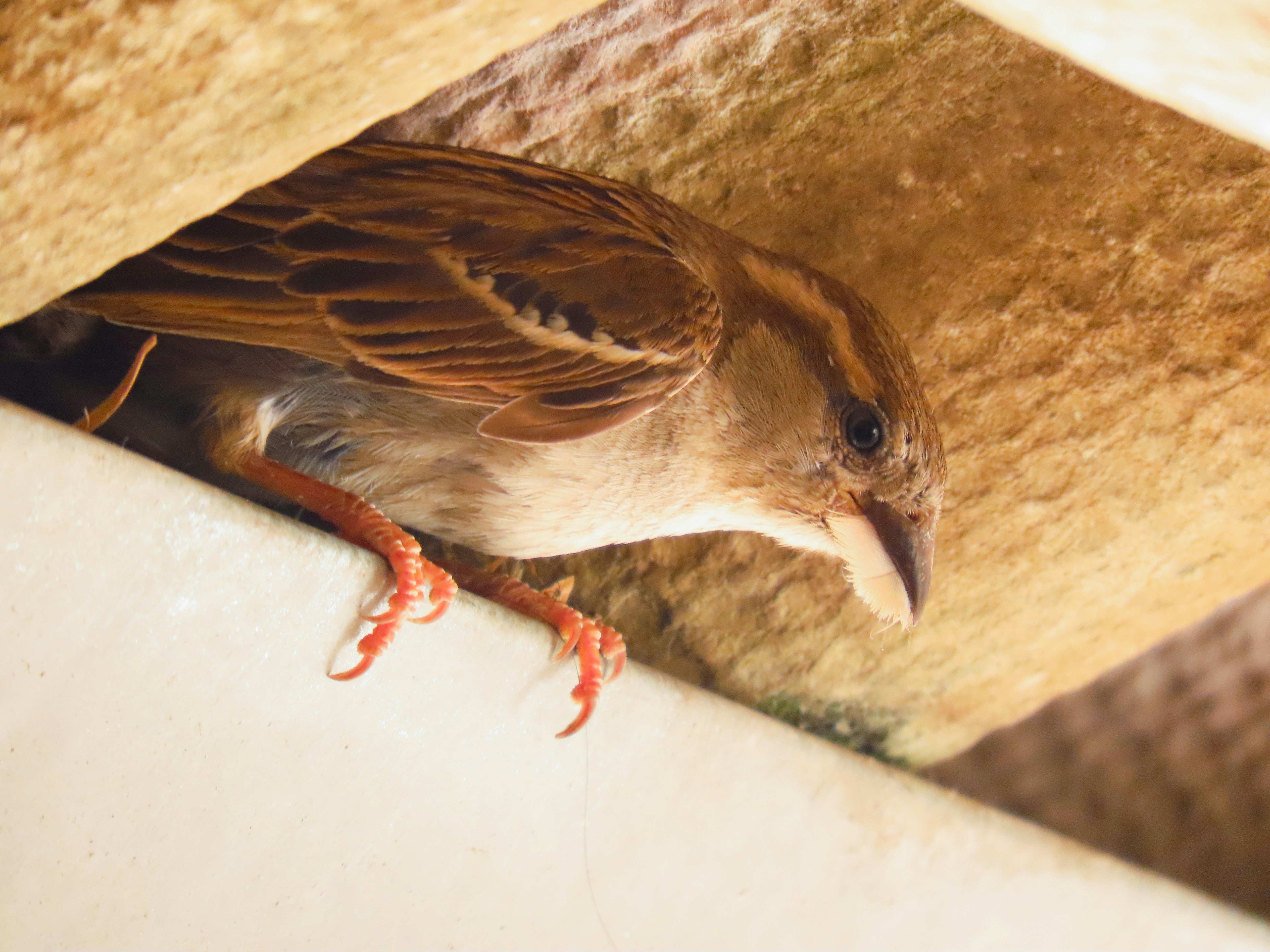 Pardal/House Sparrow (Passer domesticus)