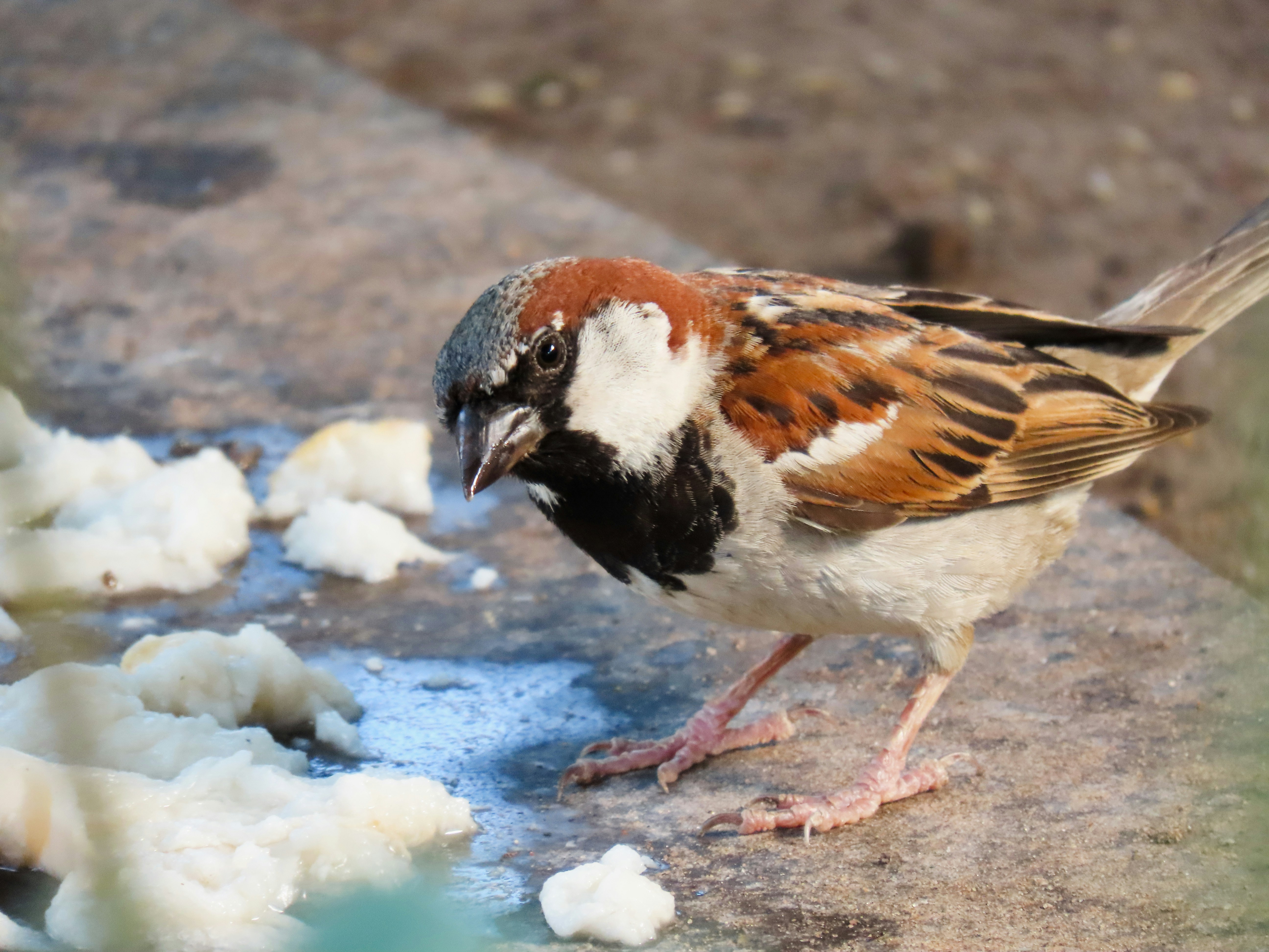 A small bird standing on a piece of ice photo – Free Santa maria Image on Unsplash
