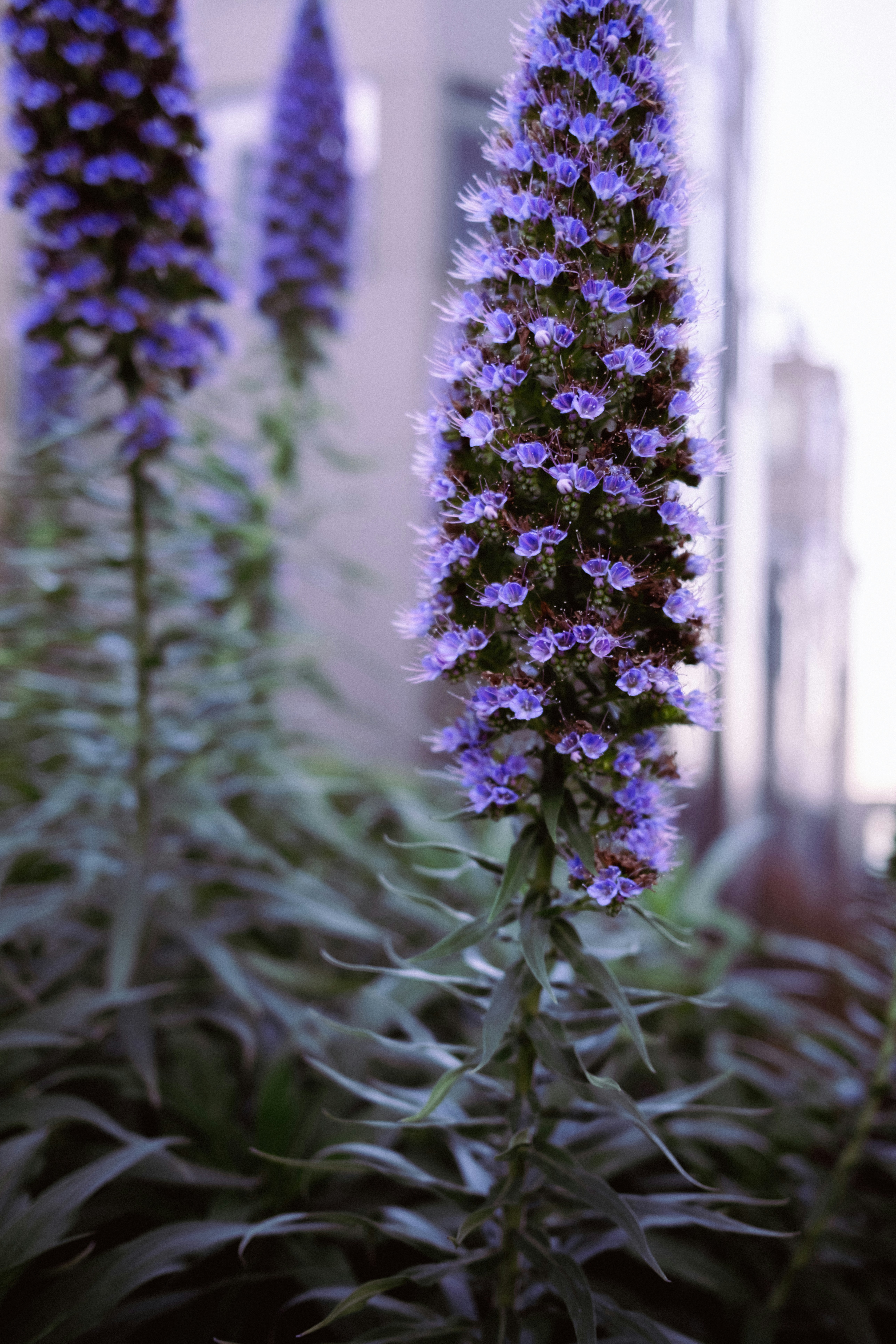 Spire of Violet: A Quiet Portrait of an Urban Garden Bloom
