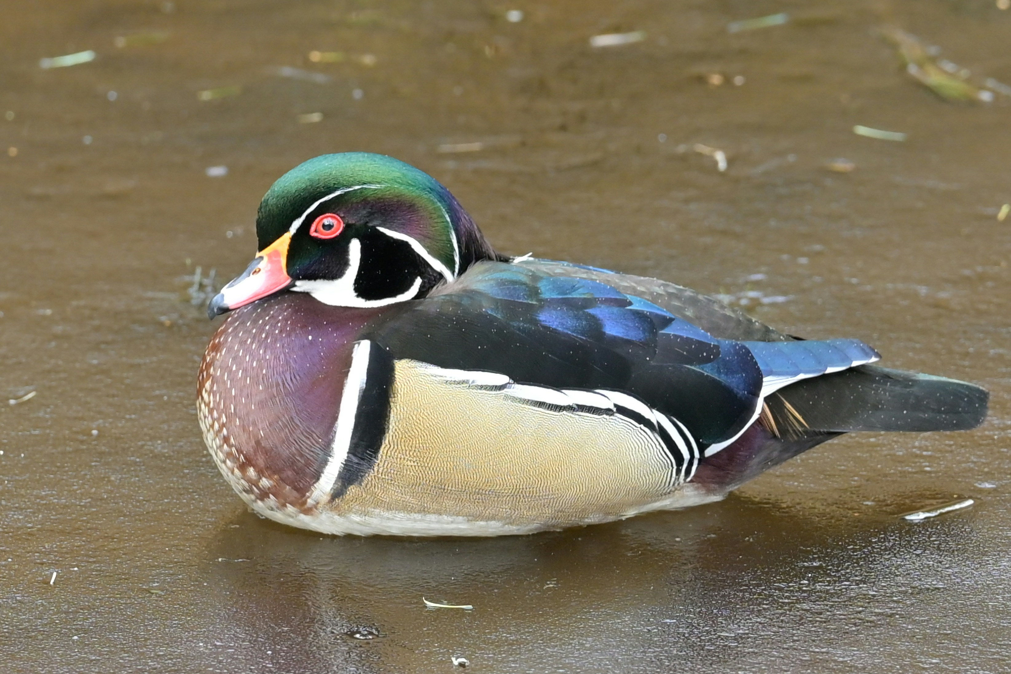 A wood duck sitting on top of a puddle of water photo – Free Wood duck ...