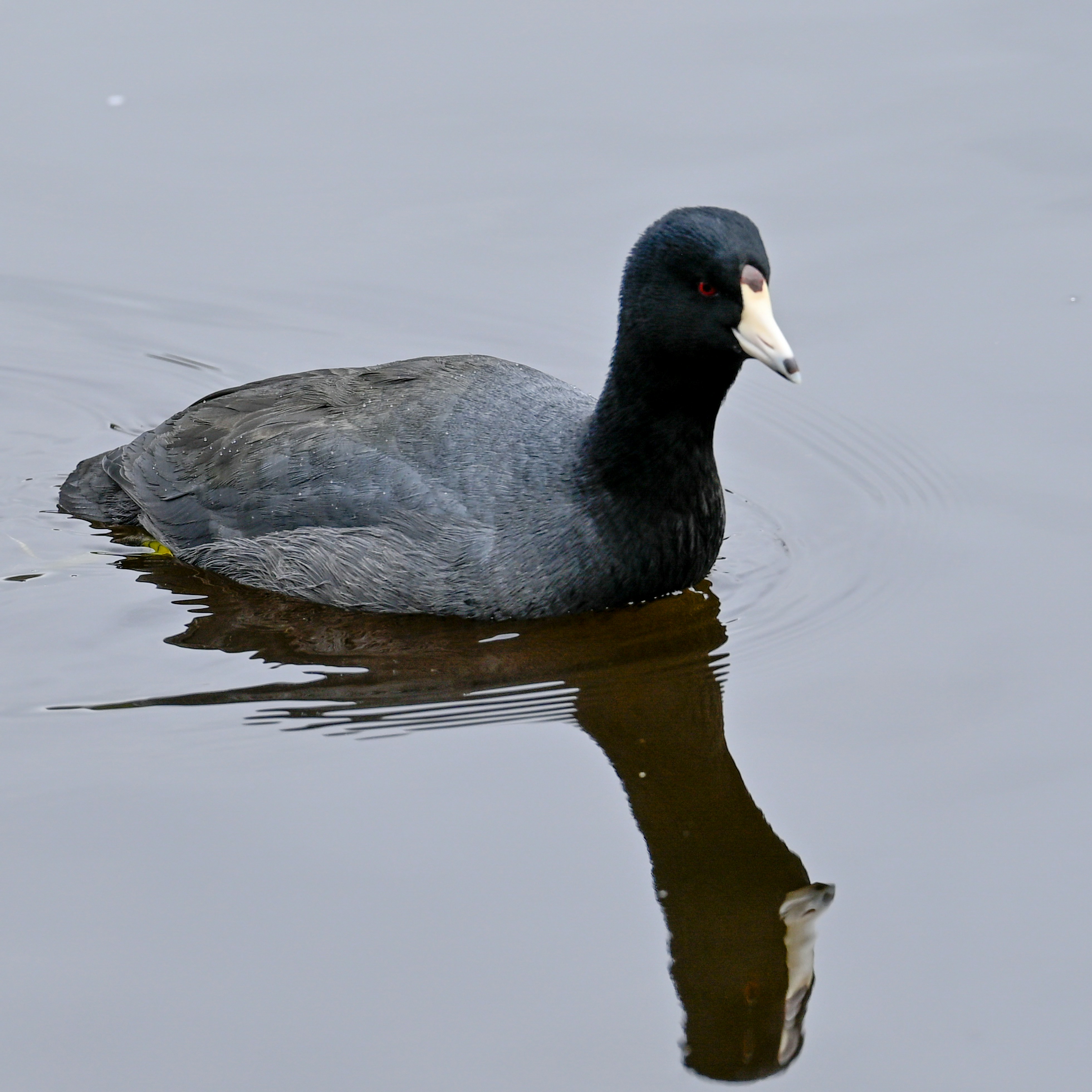 Quiet Glide on a Glassy Pond: The Red-eyed Coot
