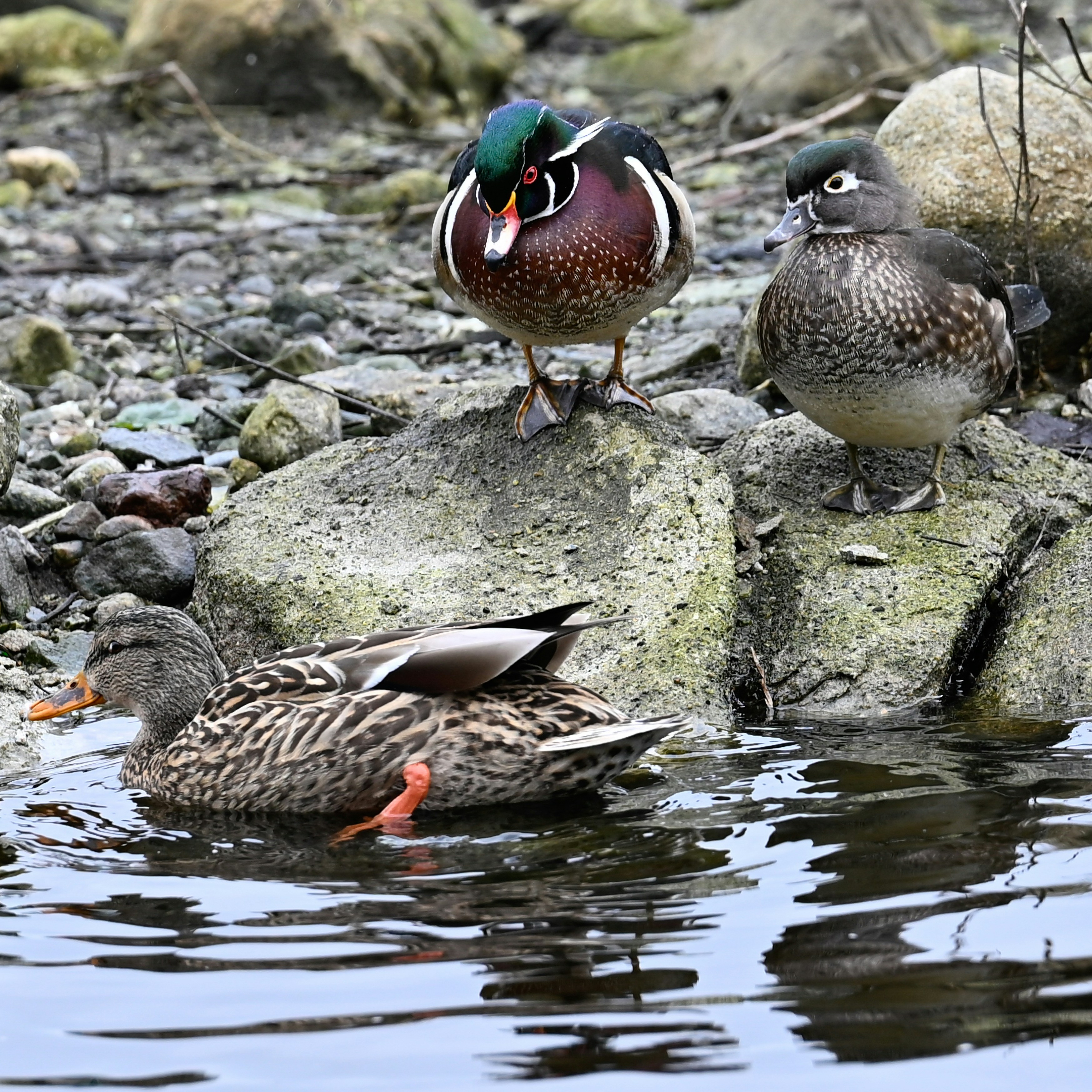 Colorful Mallard Drama on a Rocky Riverbank