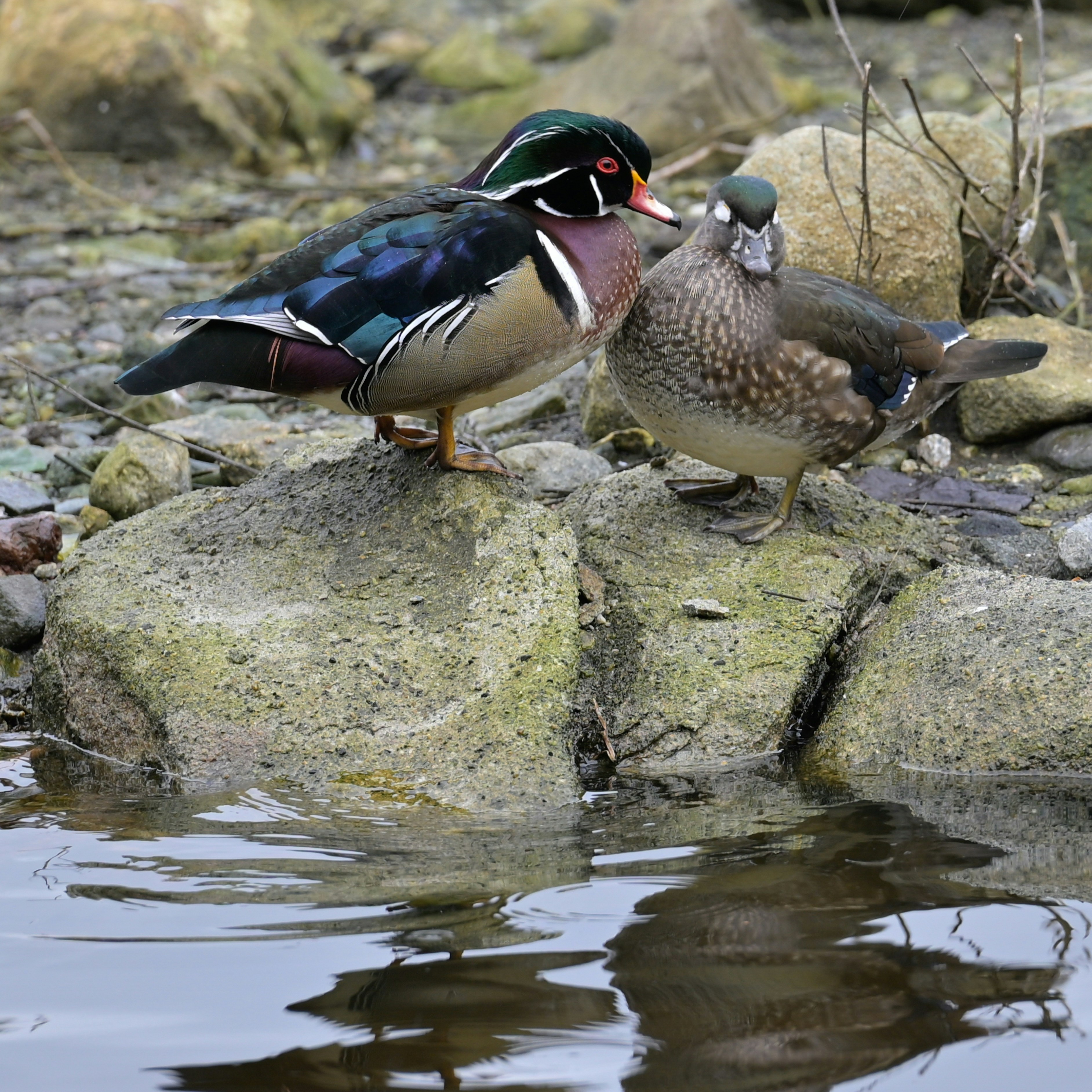 Emerald-Headed Mallard on a Mossy Rock Pool