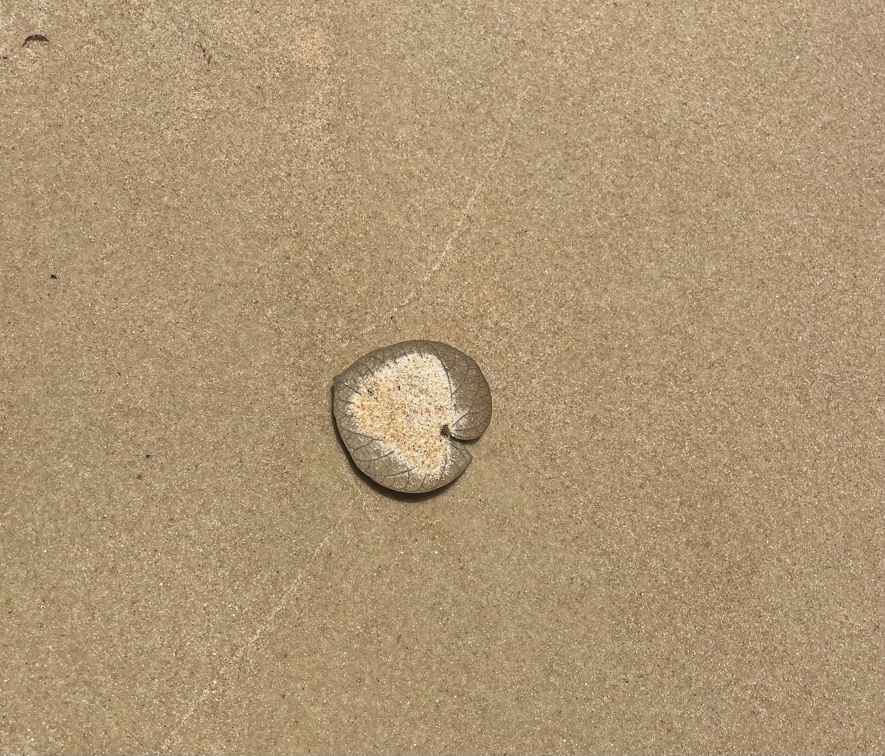 Solitary Shell on Sun-Warmed Sand