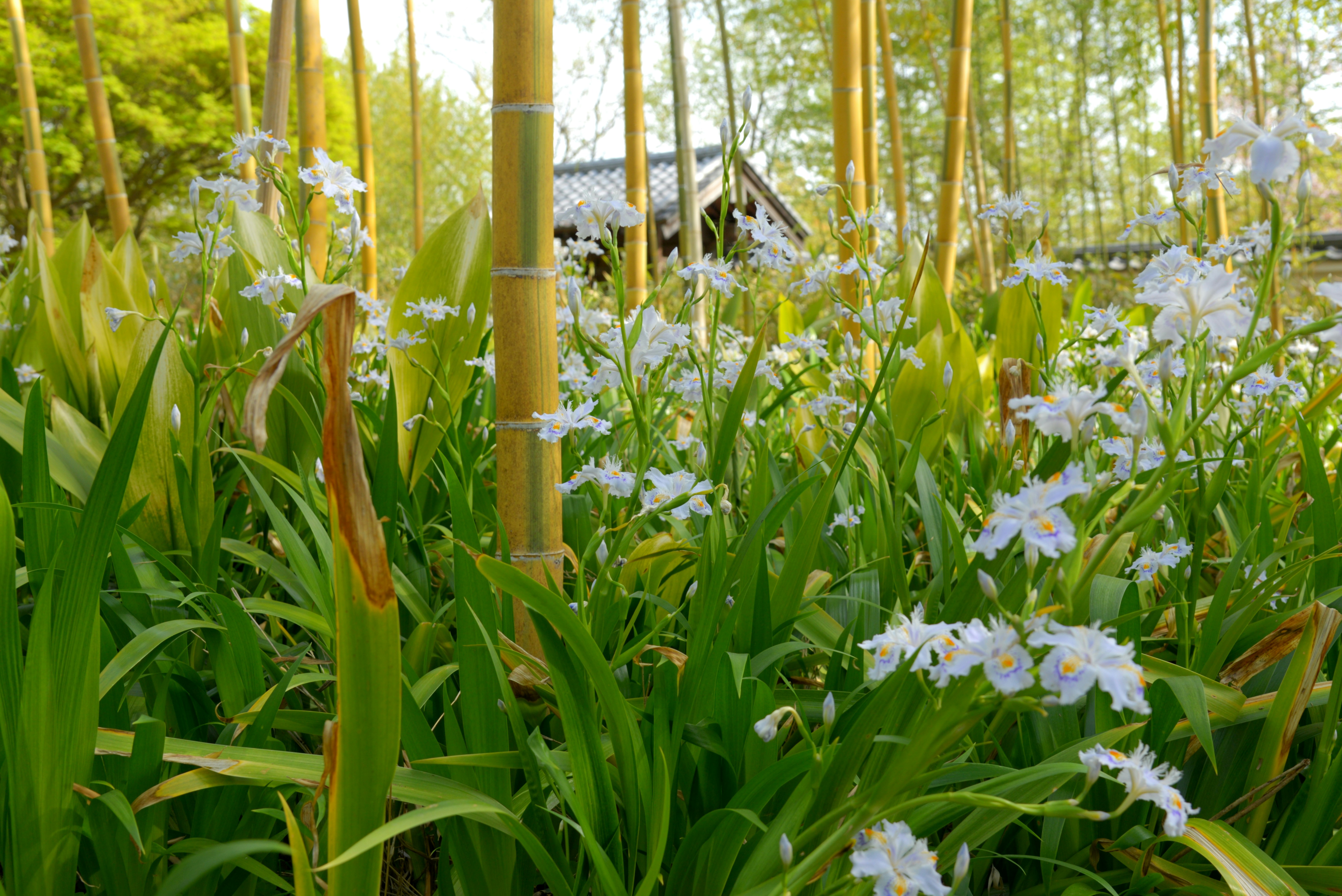 Bamboo archway over a carpet of white blossoms