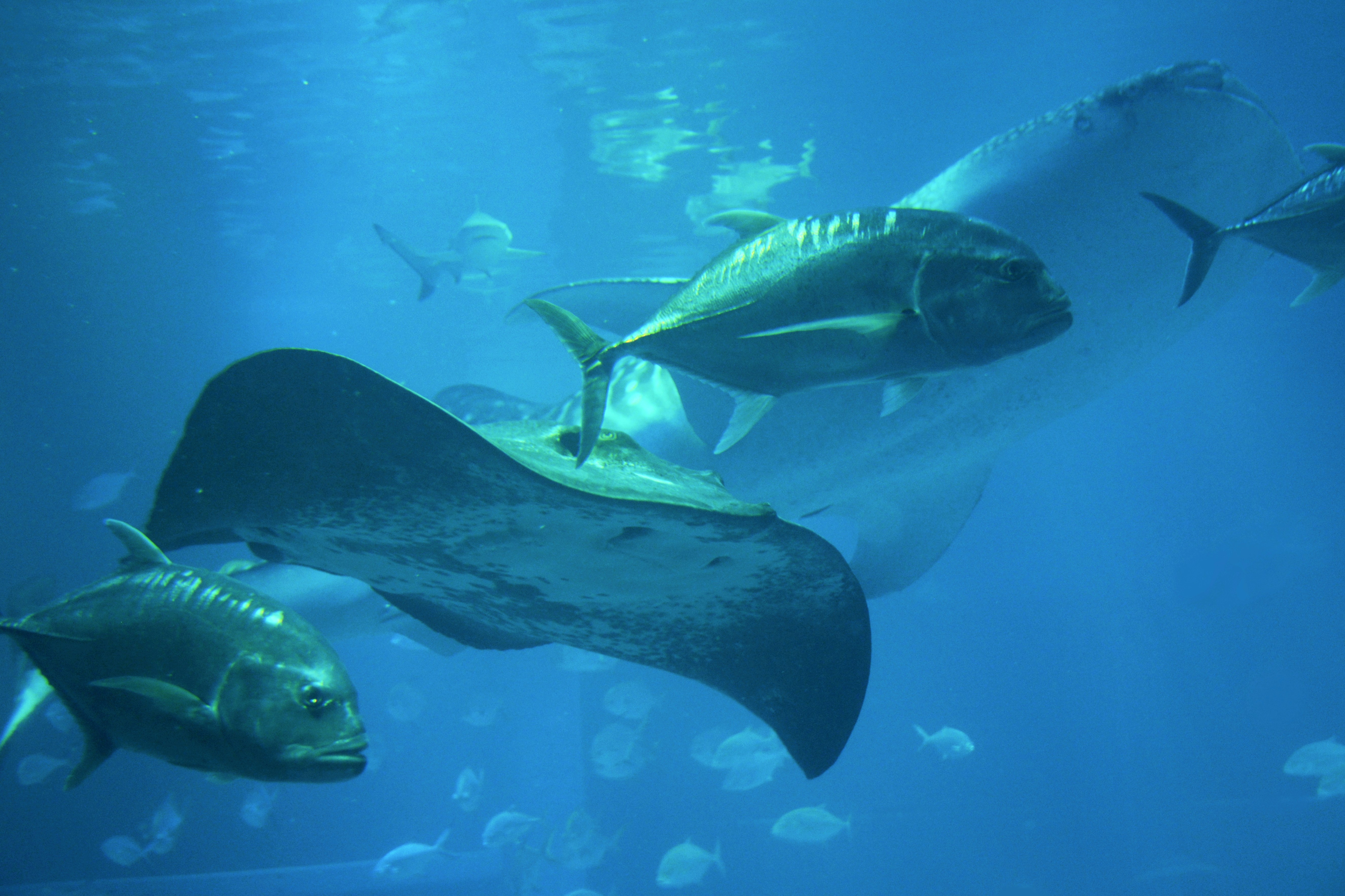 A graceful manta ray glides alongside large fish in a tranquil aquarium setting.