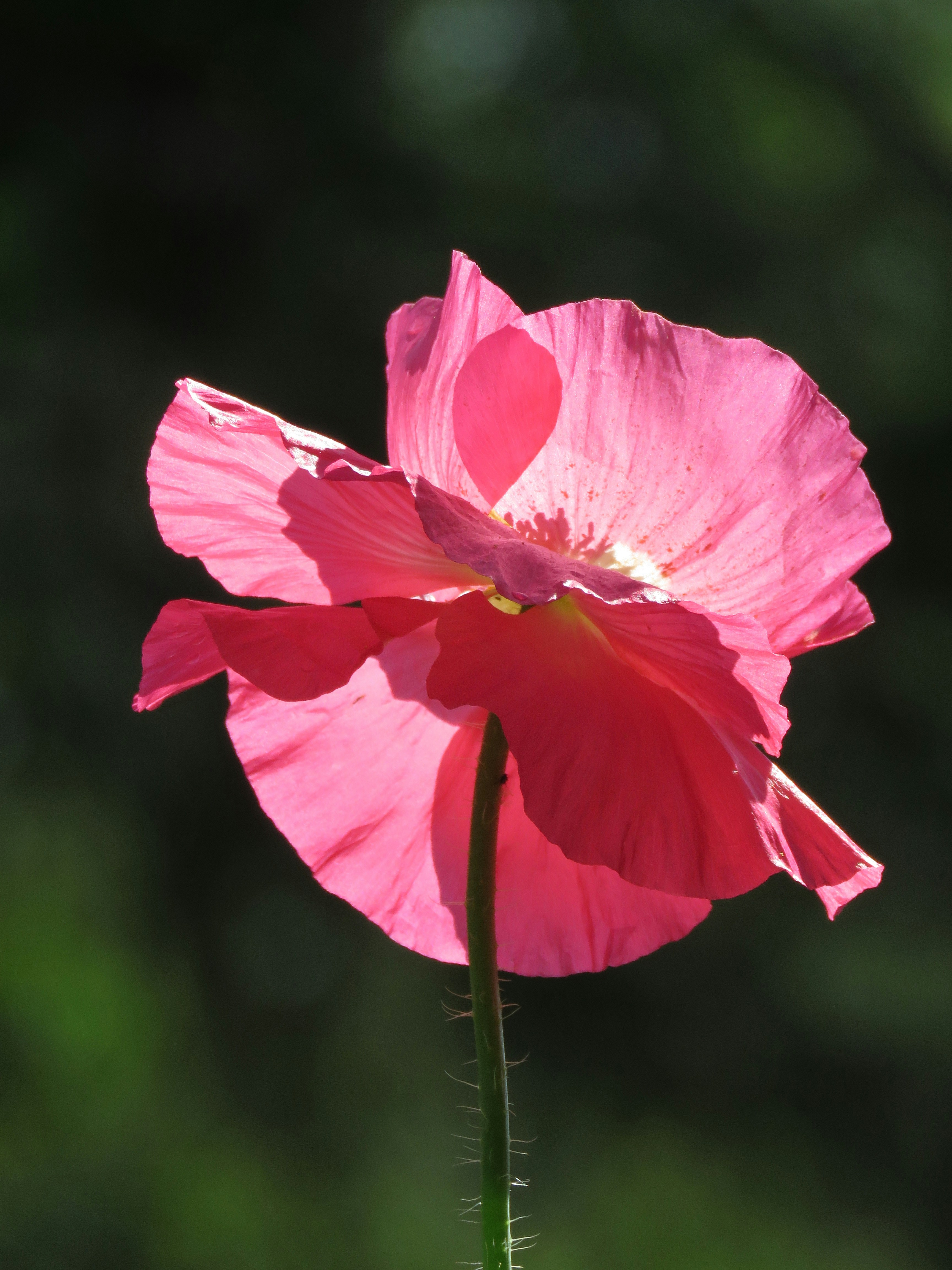 Petals in the Spotlight: A Pink Poppy on a Velvet-green Stage