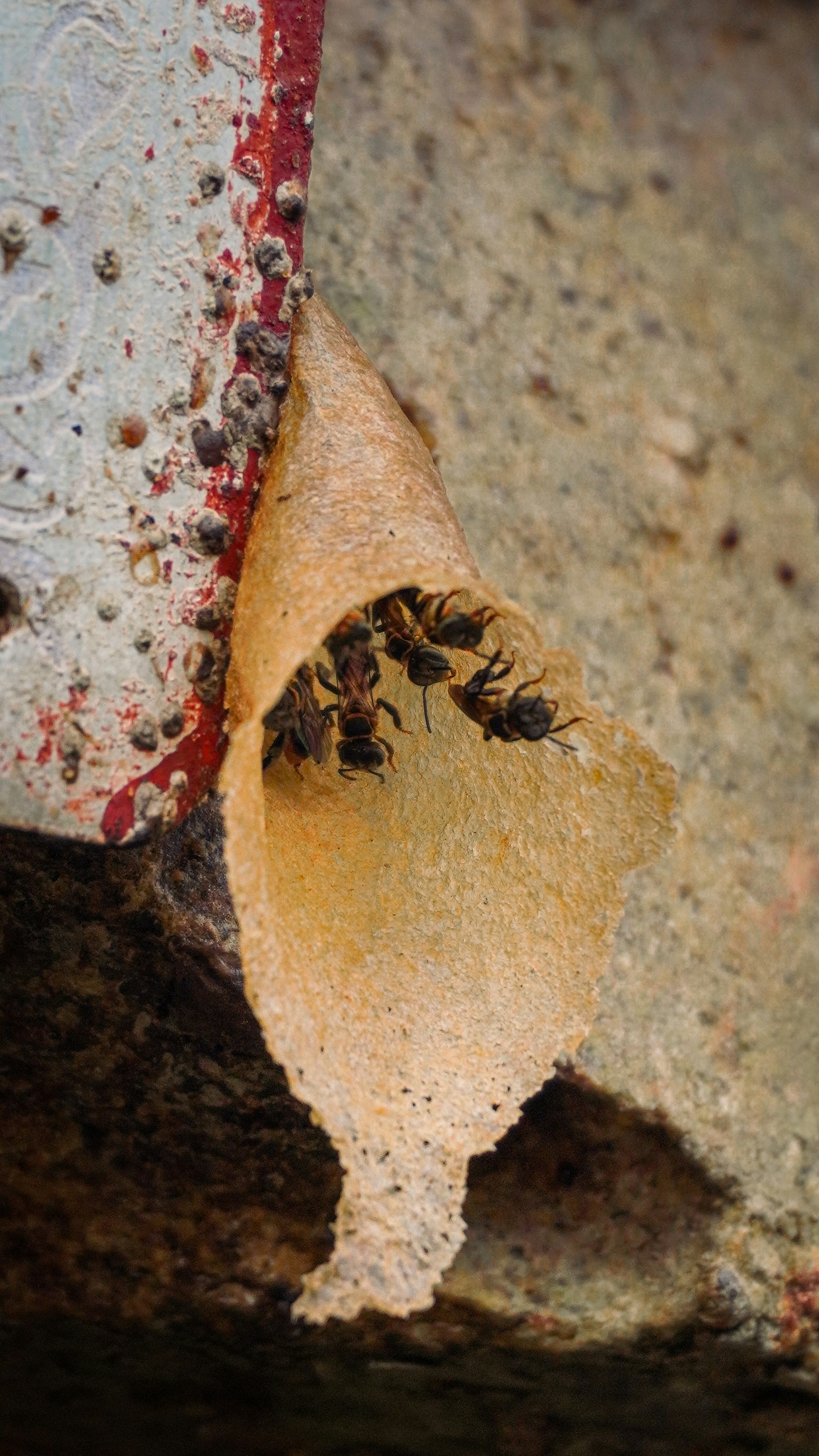 Folded Parchment Harbor: A Tiny Insect Assembly on Weathered Surface