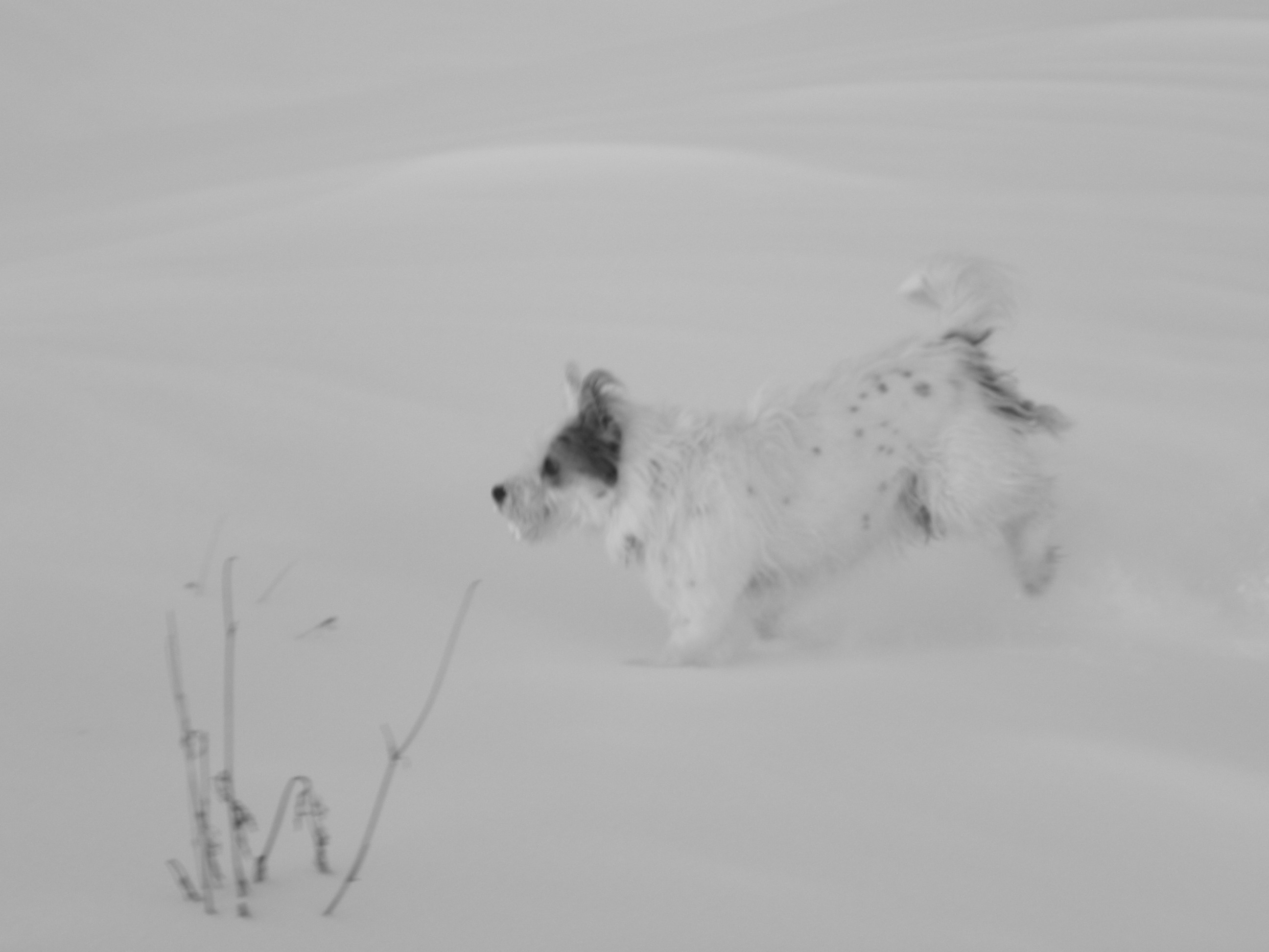 A small fluffy dog dashes through fresh snow, kicking up powder as it crosses a quiet winter field.