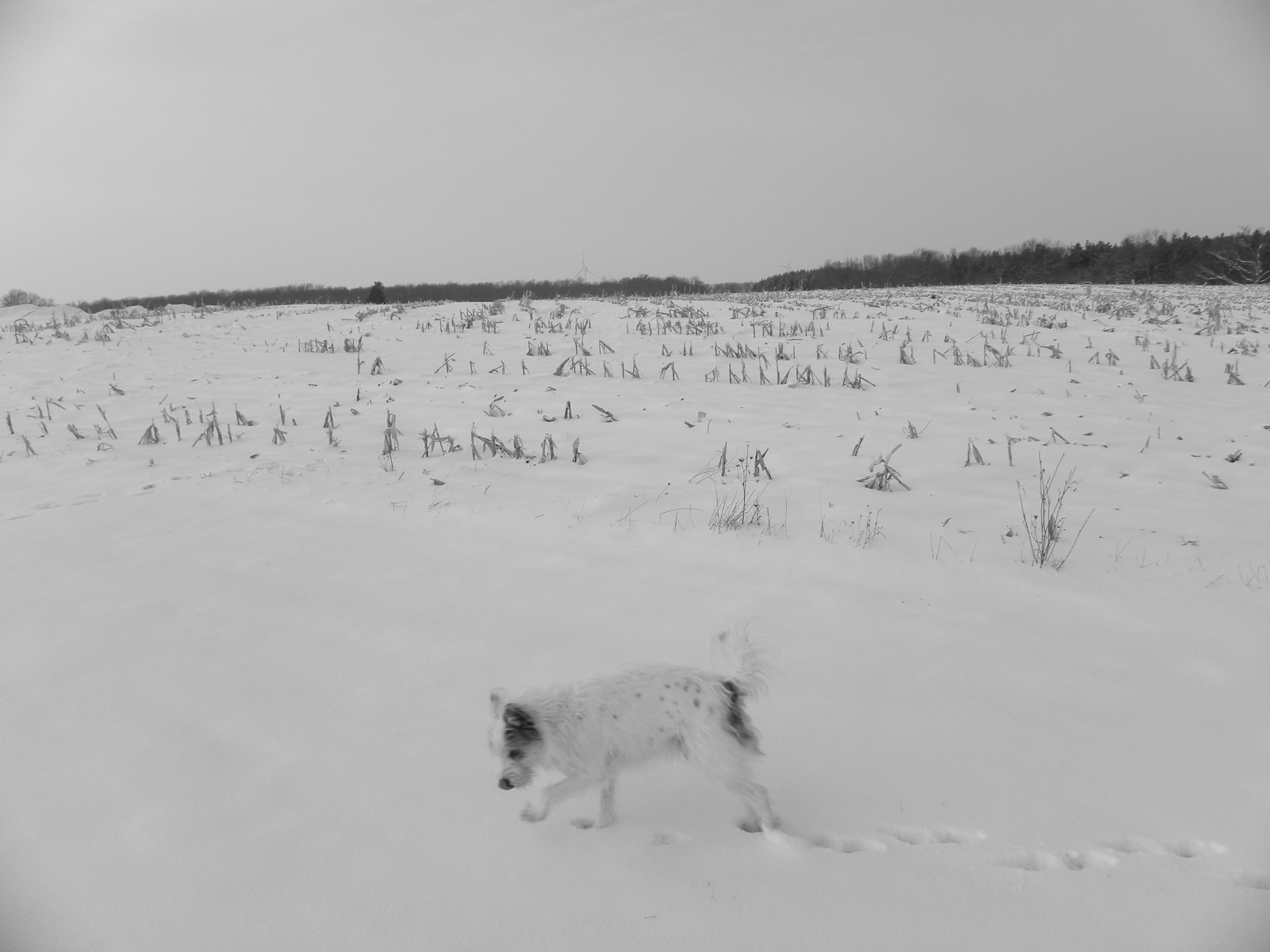 A black and white photo of a dog in the snow photo – Free Animal Image ...