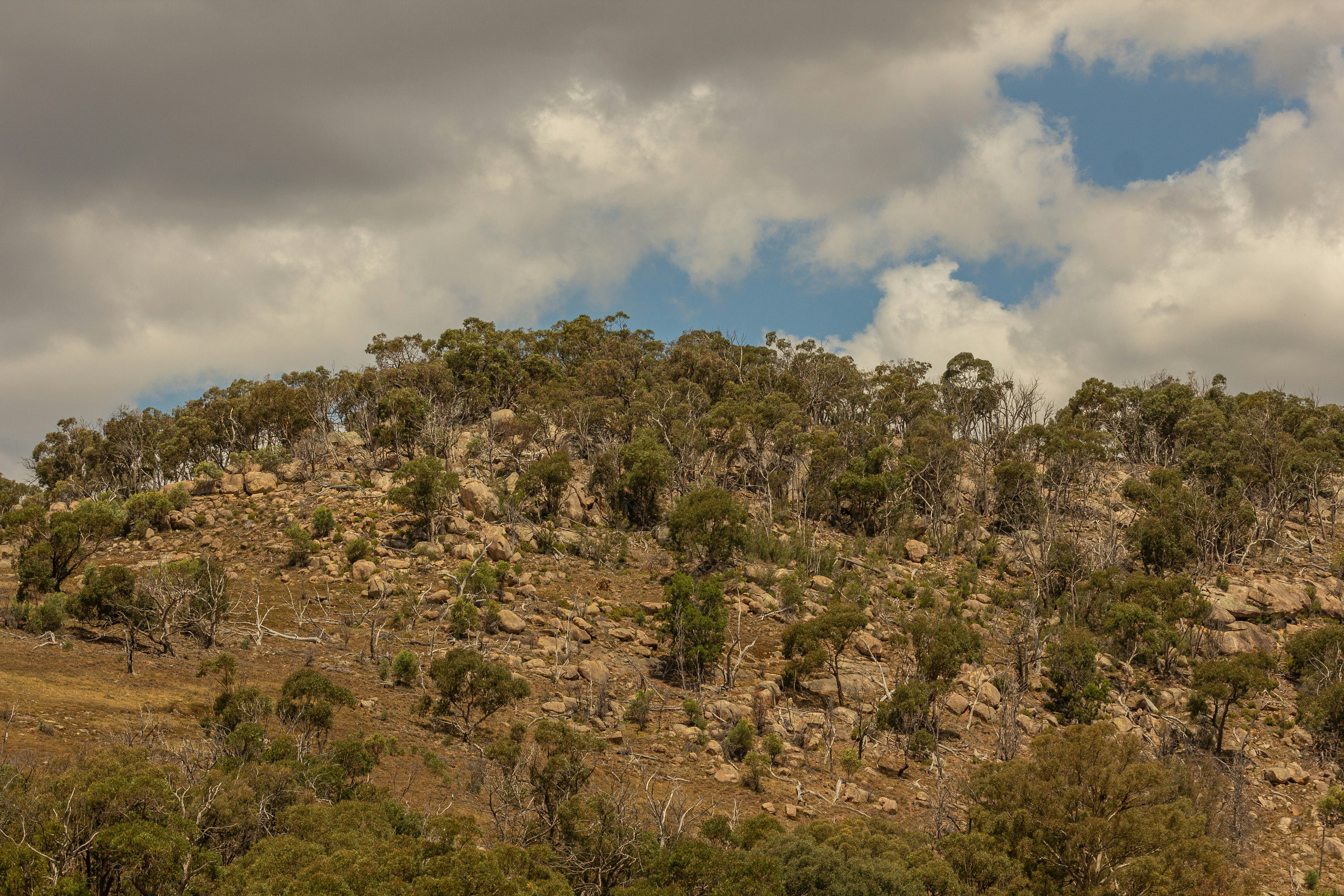 A large hill with trees on top of it photo – Free Forest Image on Unsplash