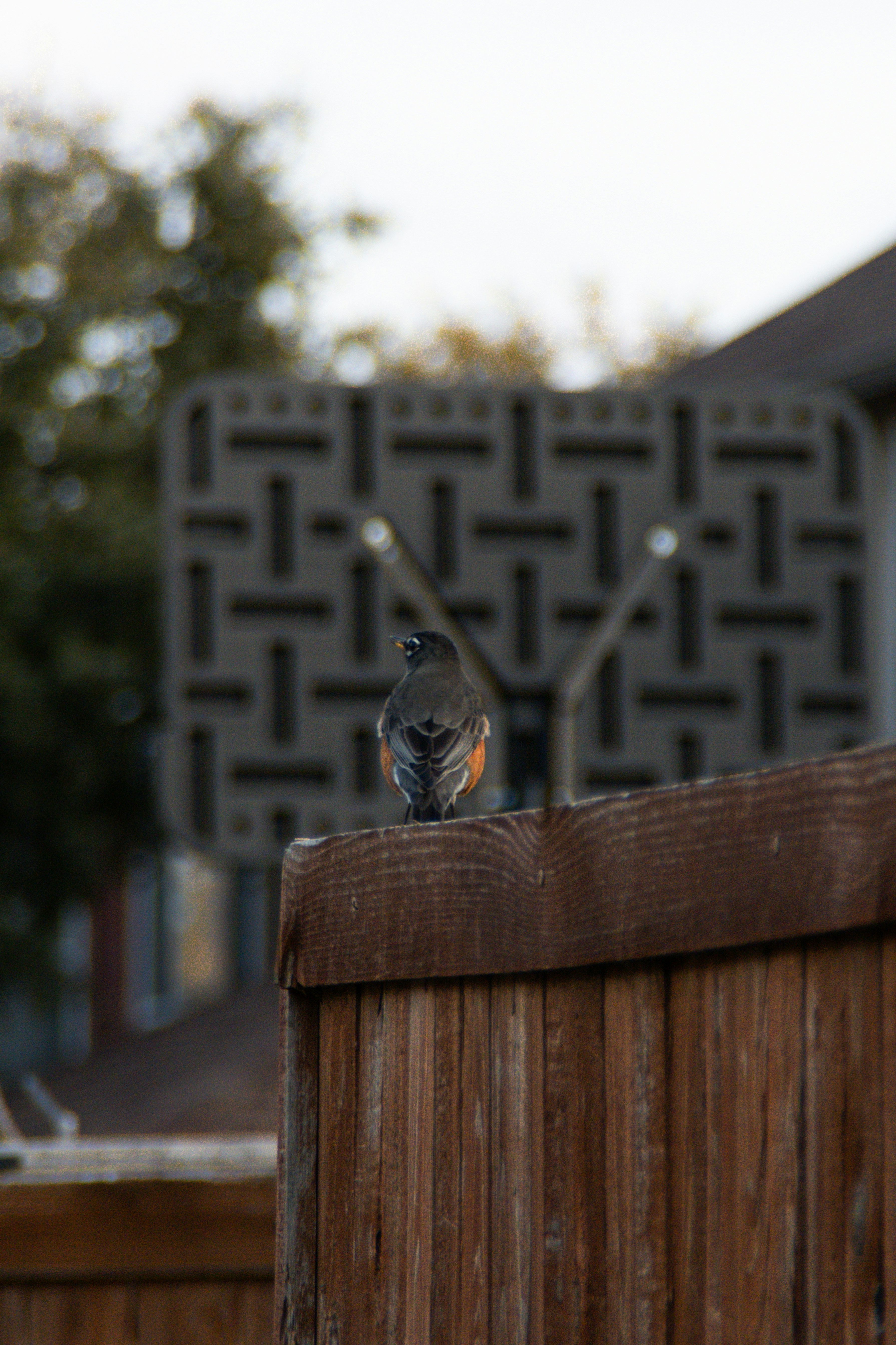 A bird standing on a fence looking away