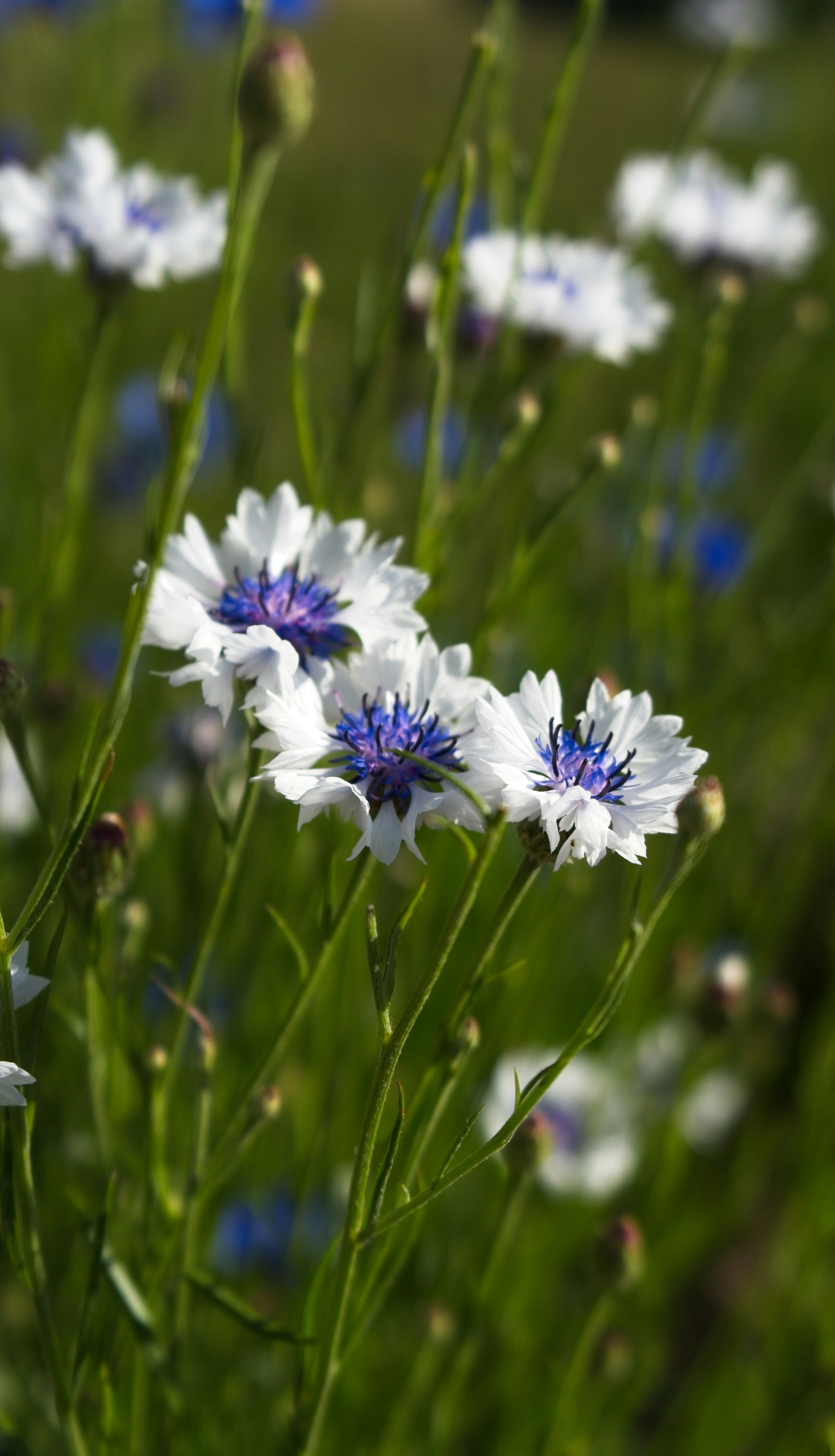 Azure-centered cornflowers dancing in a sunlit meadow