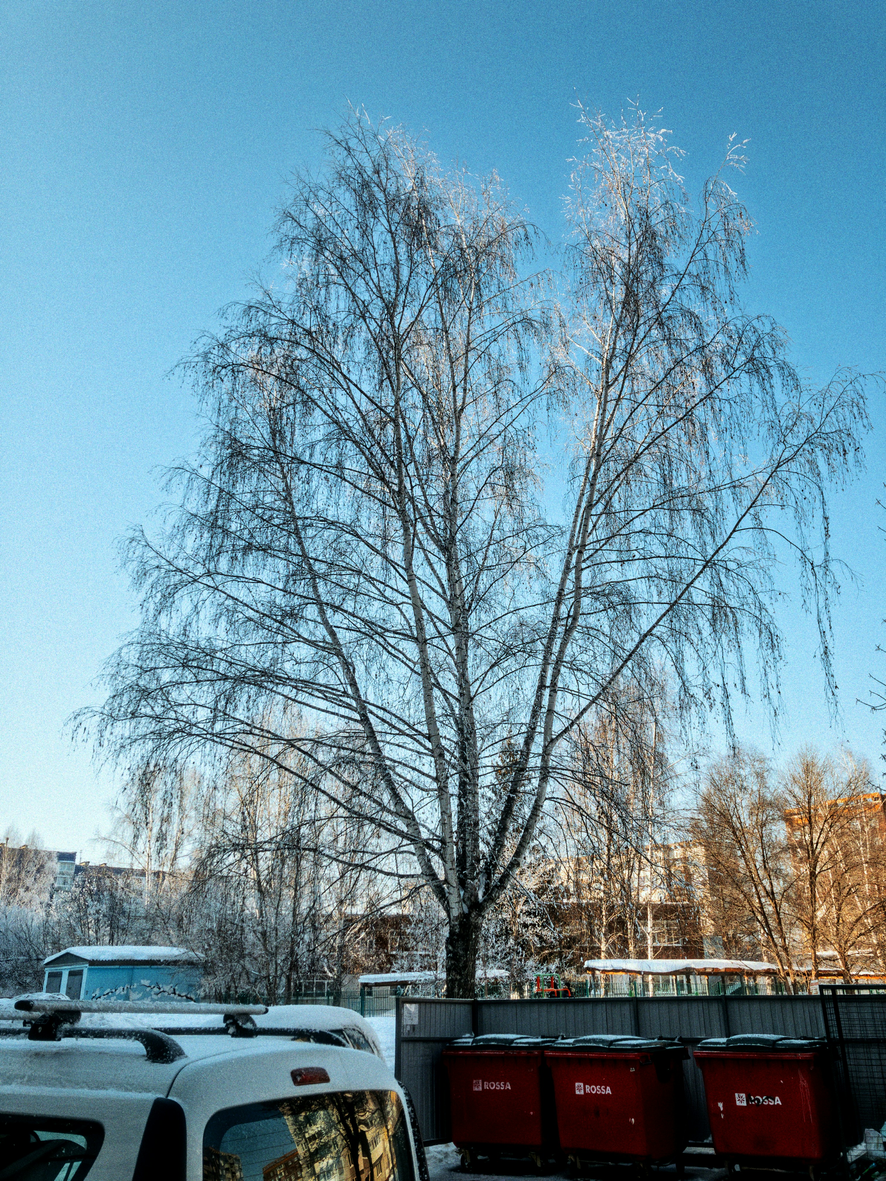 Ice-Crowned Birch Against a Crisp Winter Sky
