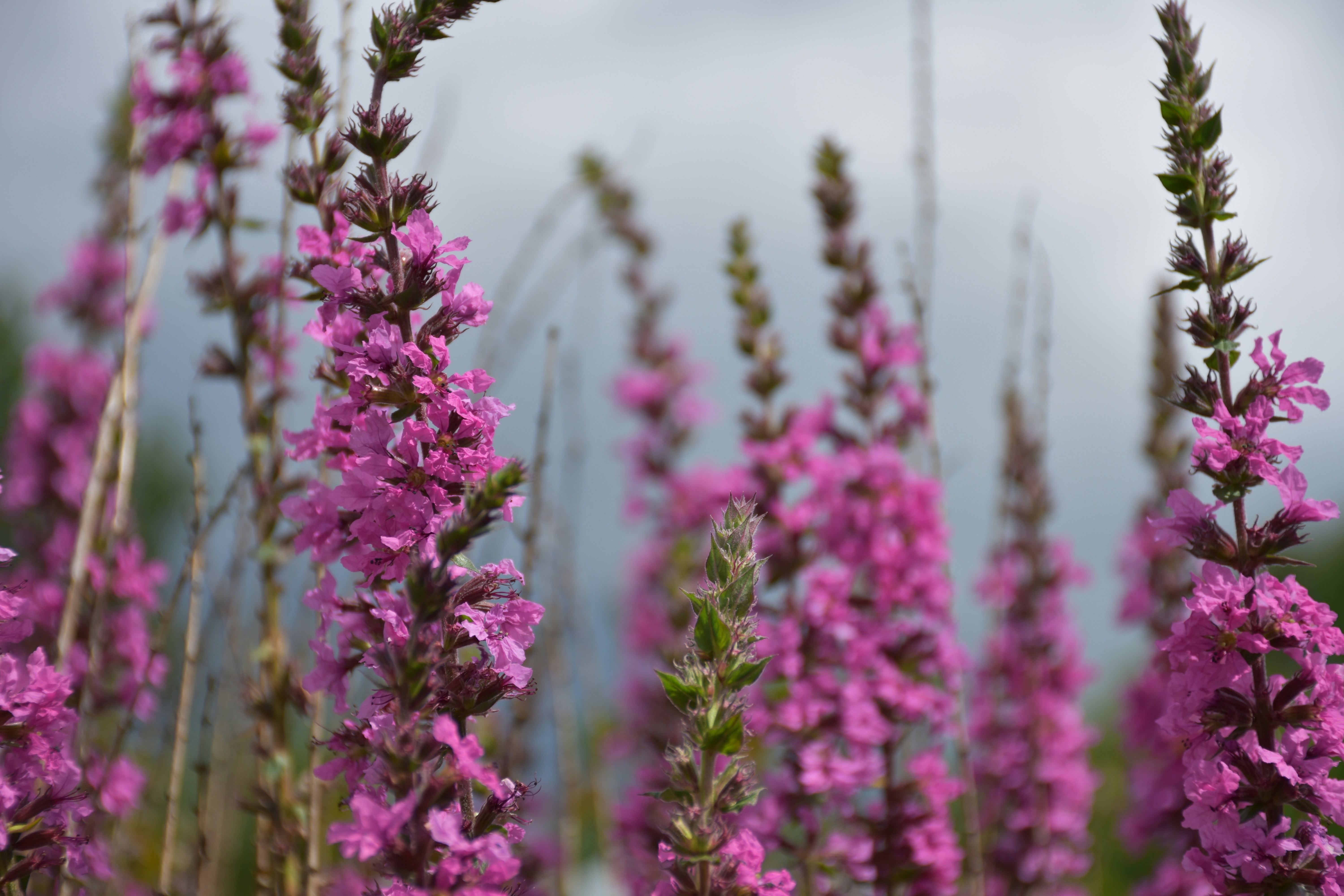 Vibrant magenta wildflowers stand tall against a soft, cloudy sky.