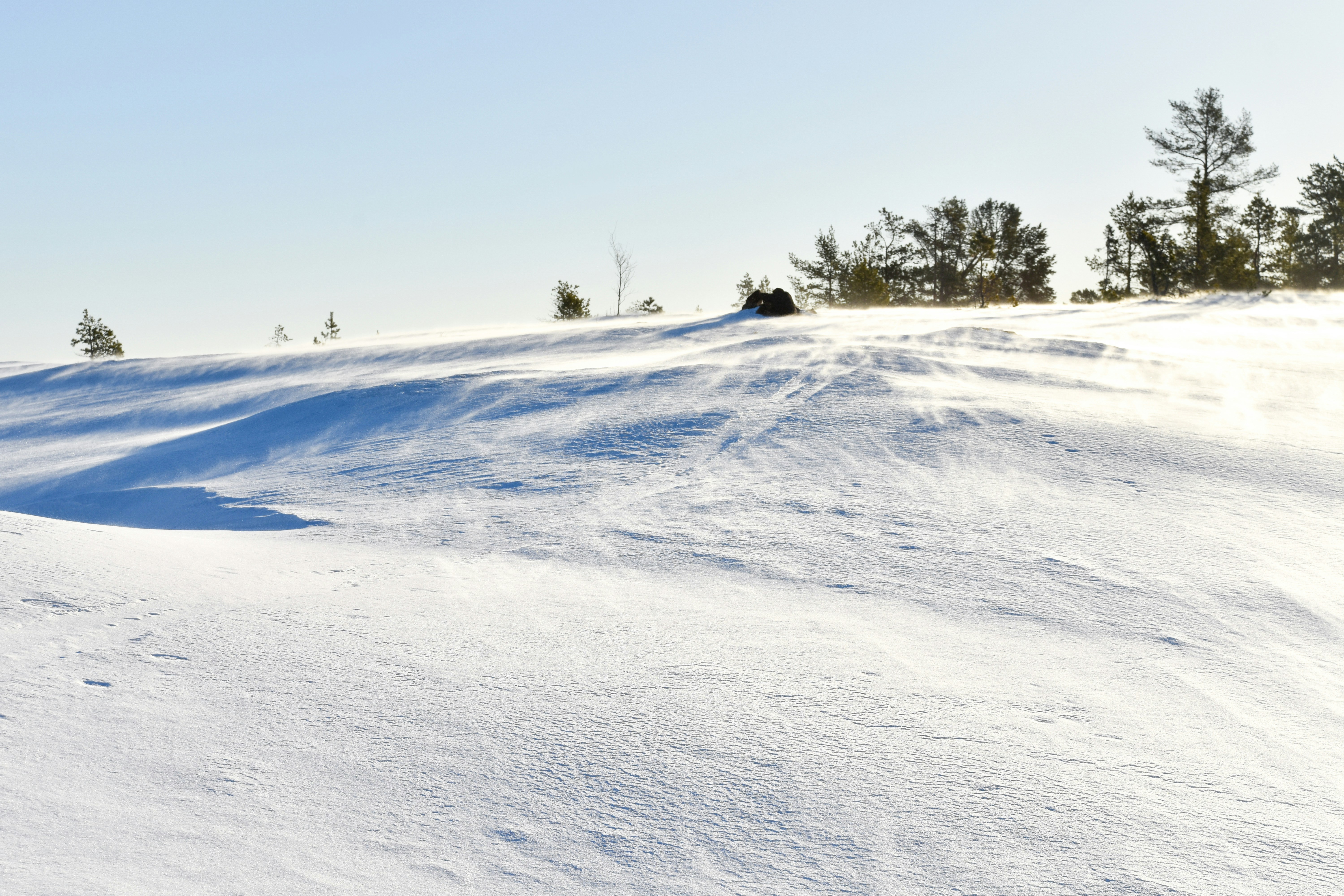 Snow drifts gently across a sunlit, windswept landscape with scattered trees on the horizon.