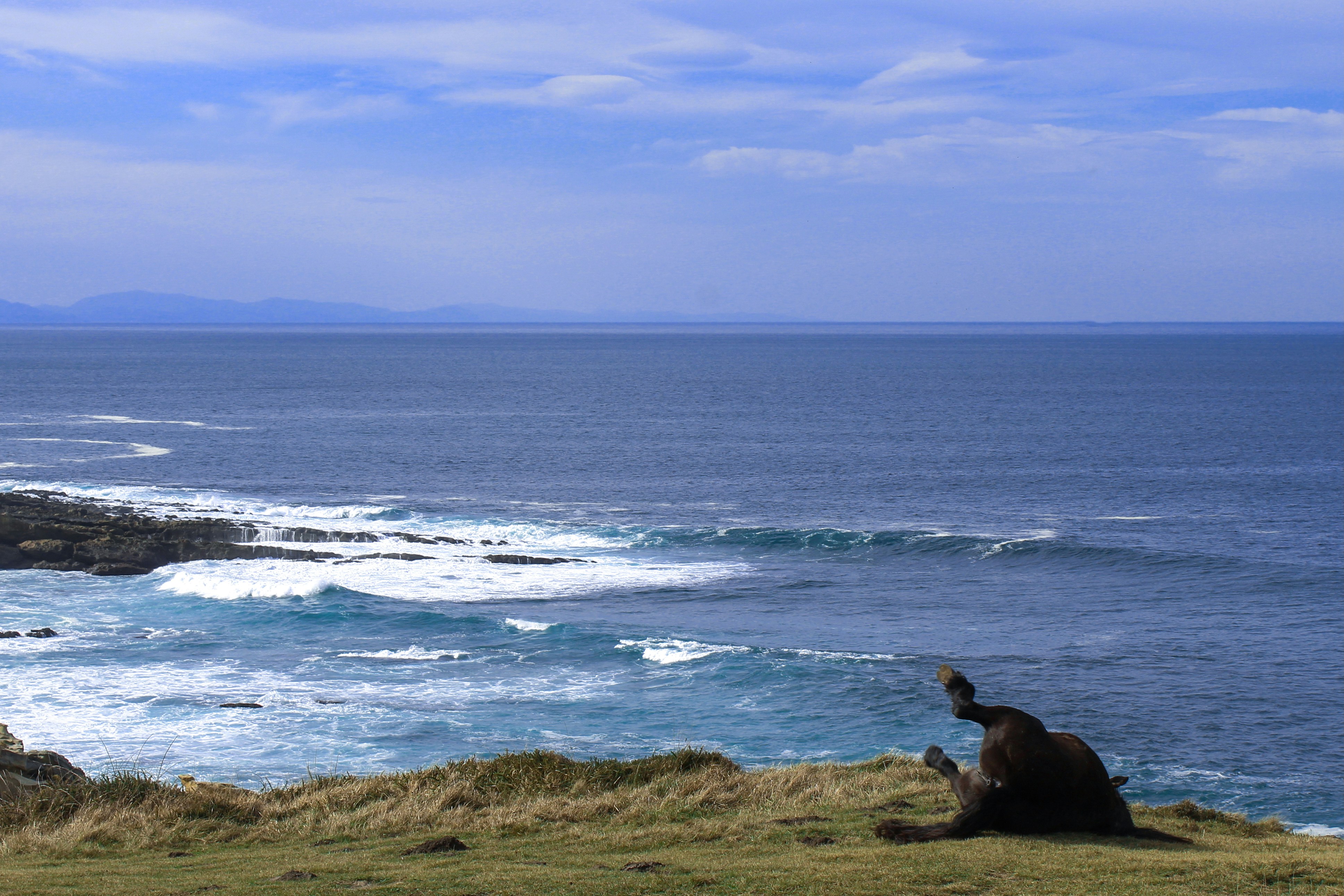 Coastal Vigil: A Dog on the Clifftop Watching the Atlantic