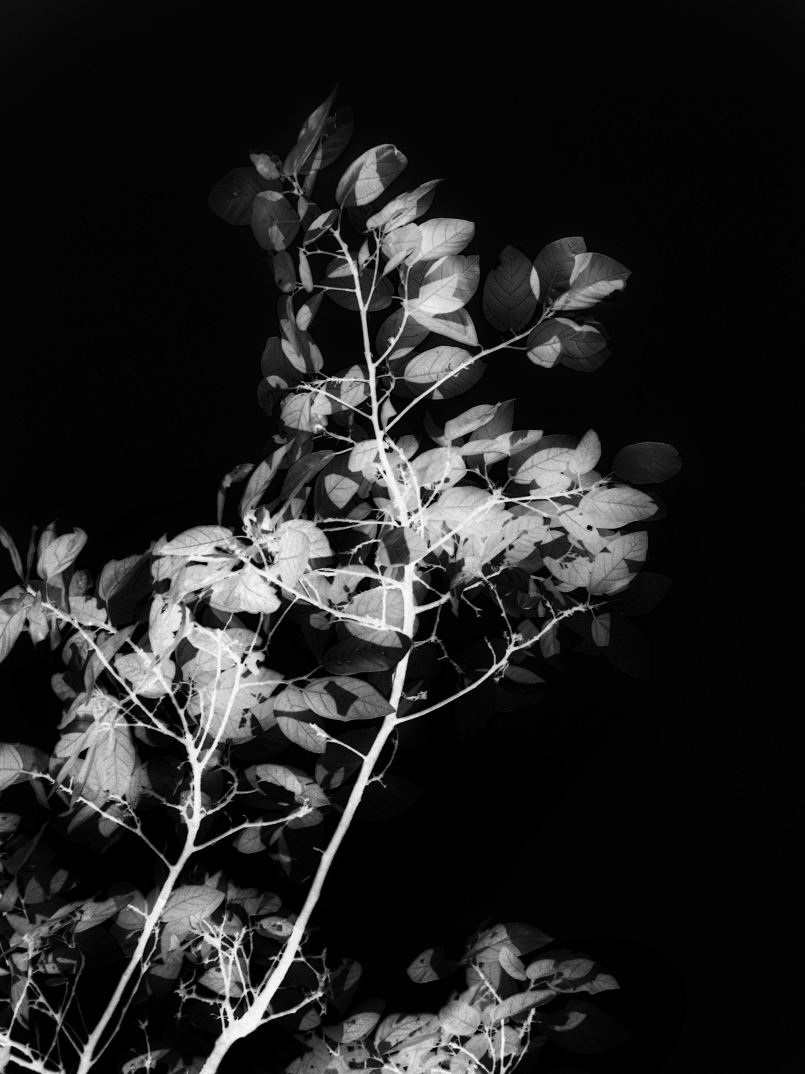 Sample photo from Canon PowerShot SX120 IS