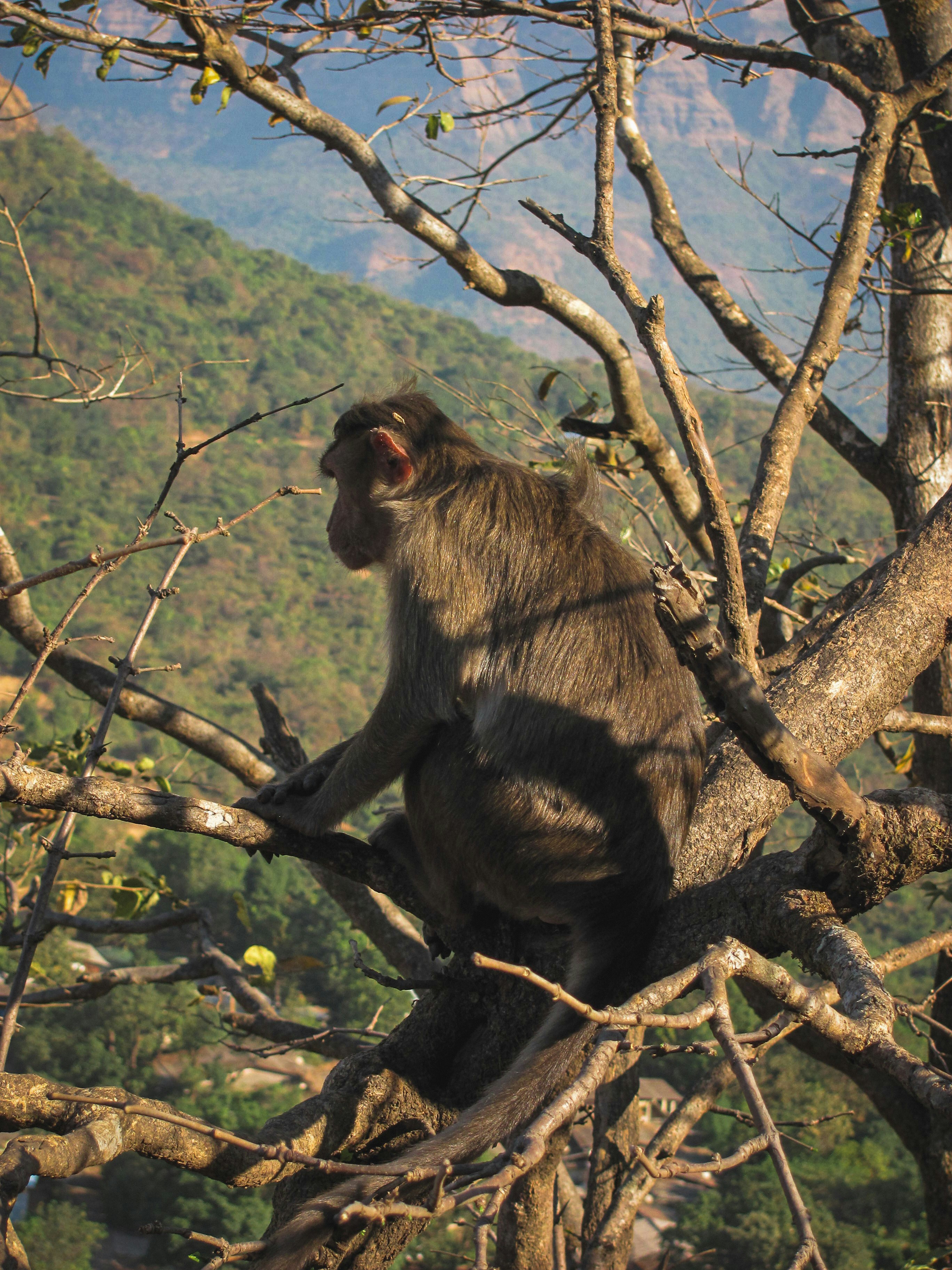 Sunlit Sentinel: A macaque perched high in knotted branches above a distant valley