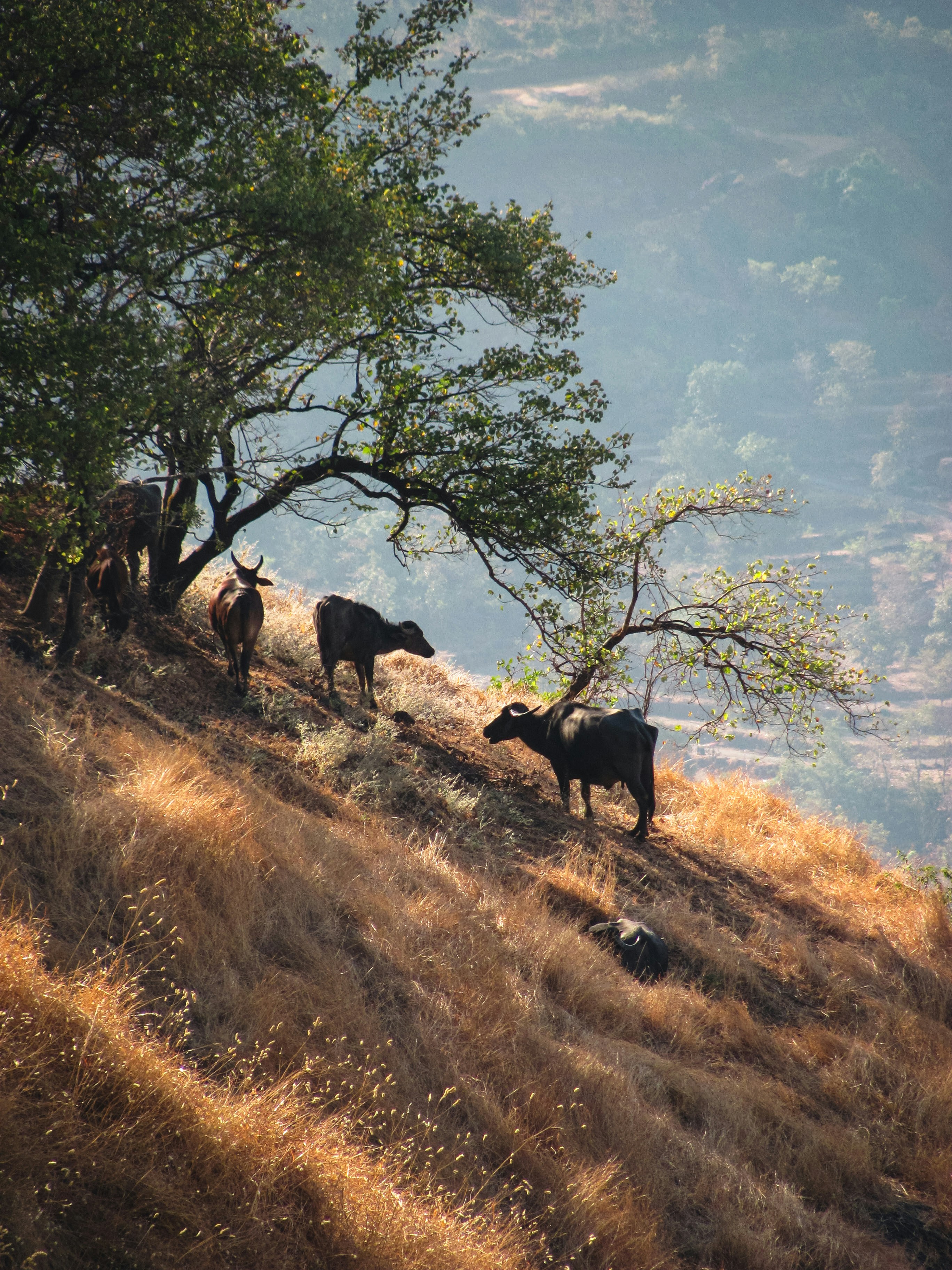 Herd of Wildebeests on a Sunlit Slope Beneath Wind-swept Trees