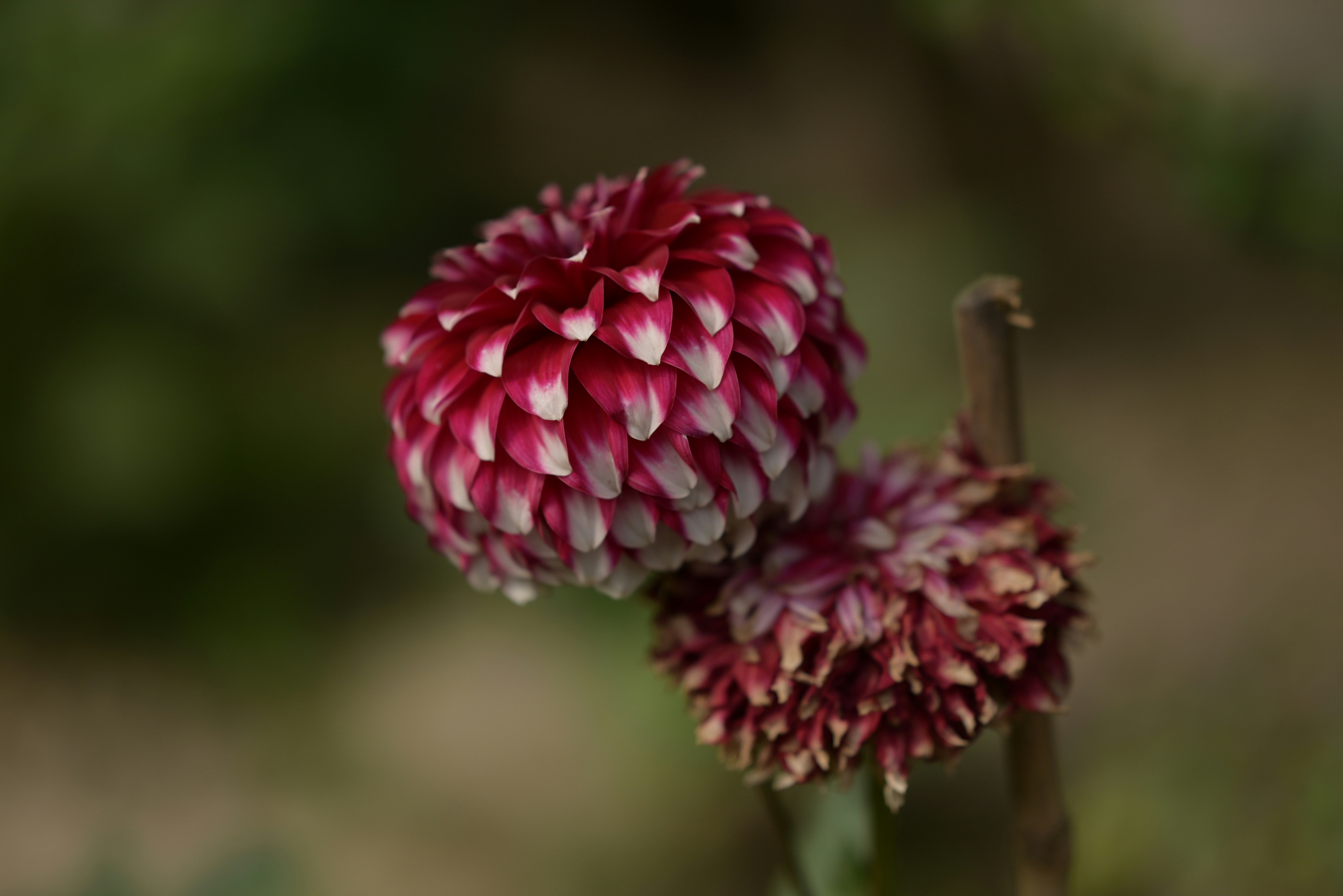 Whispers of Floral Elegance