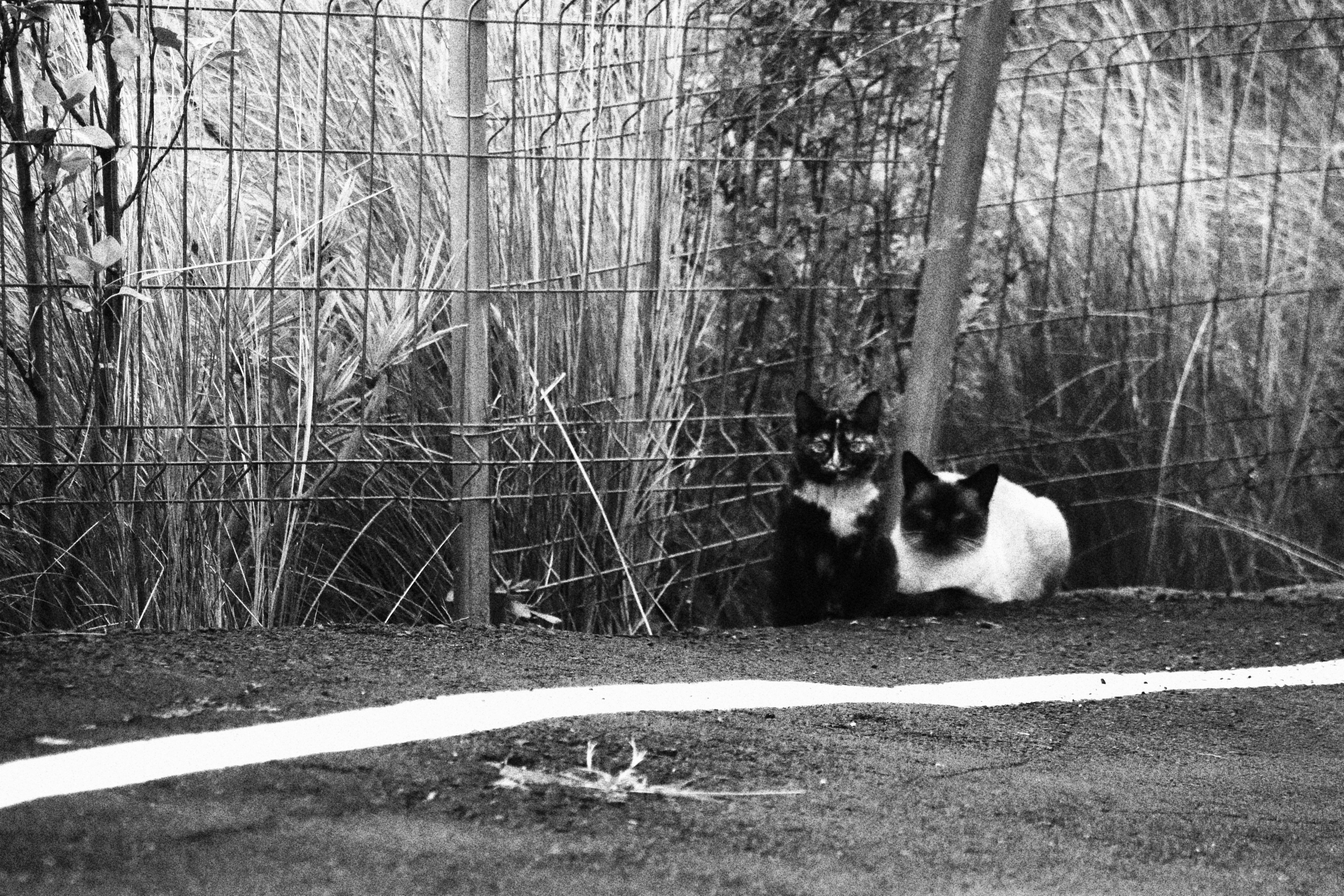 Quiet Companions by the Fence