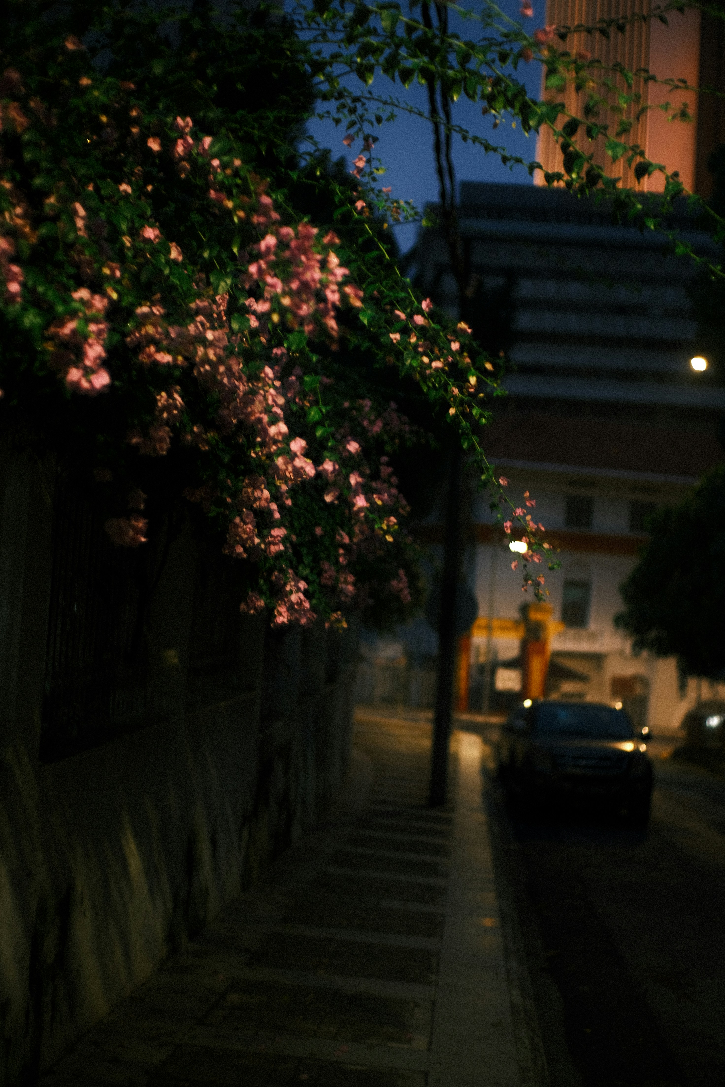 Pink Cascade Over a Quiet Night Street
