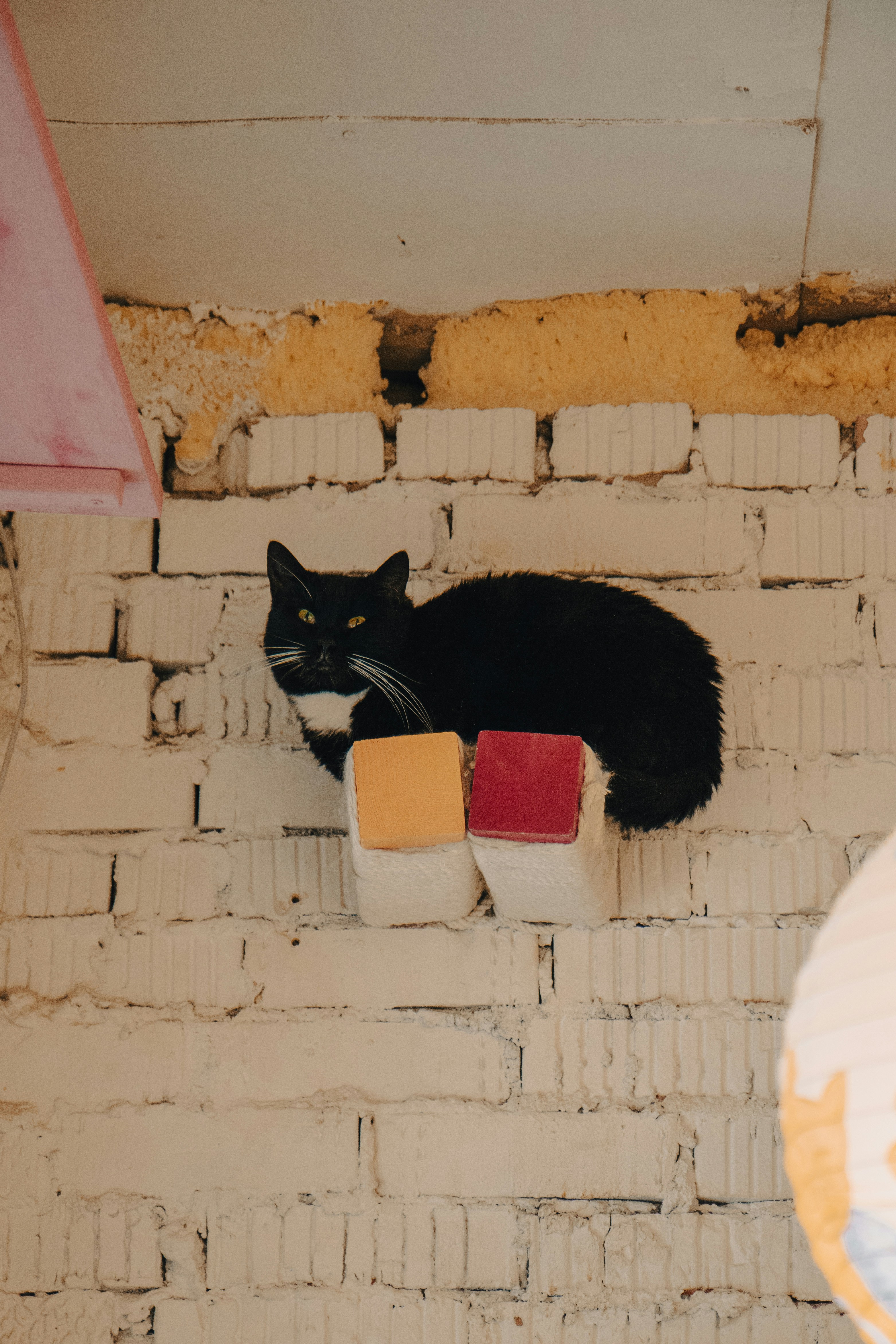 Black Cat on a Textured Brick Wall Guarding Two Colorful Cubes