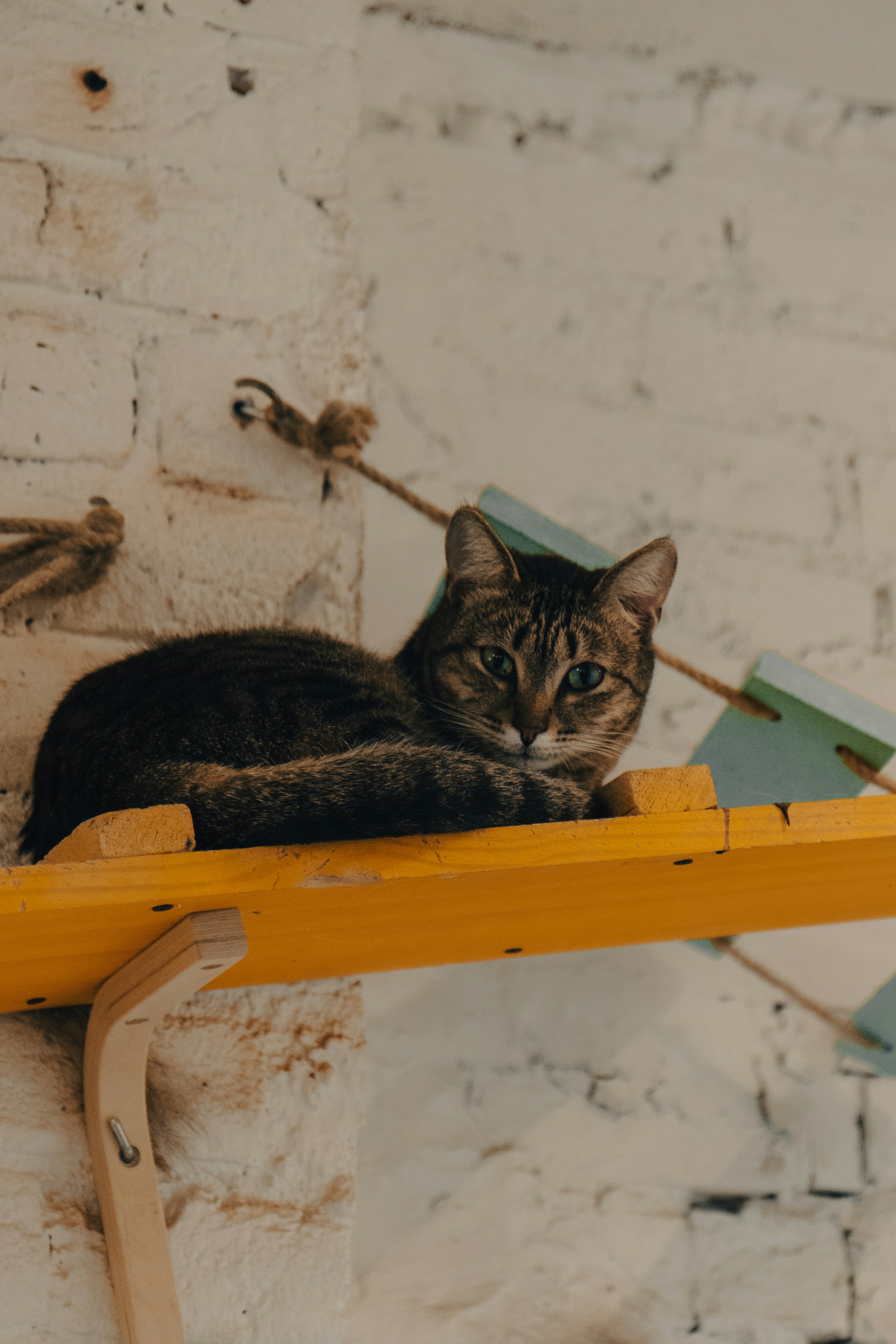 Quiet Tabby Resting on a Bright Yellow Shelf Against Weathered White Brick