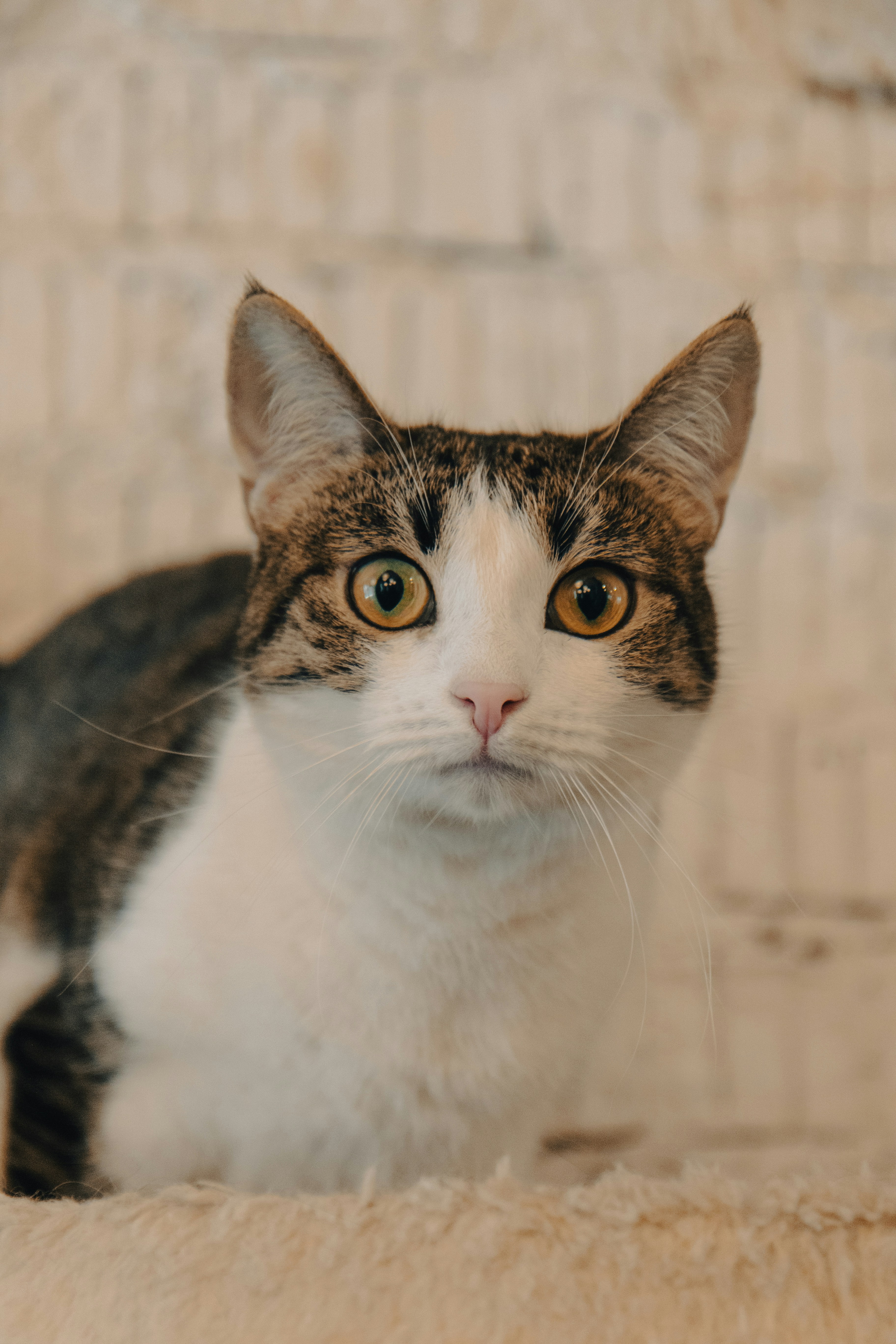 Amber-Gold Gaze: Focused Stare of a Curious Cat