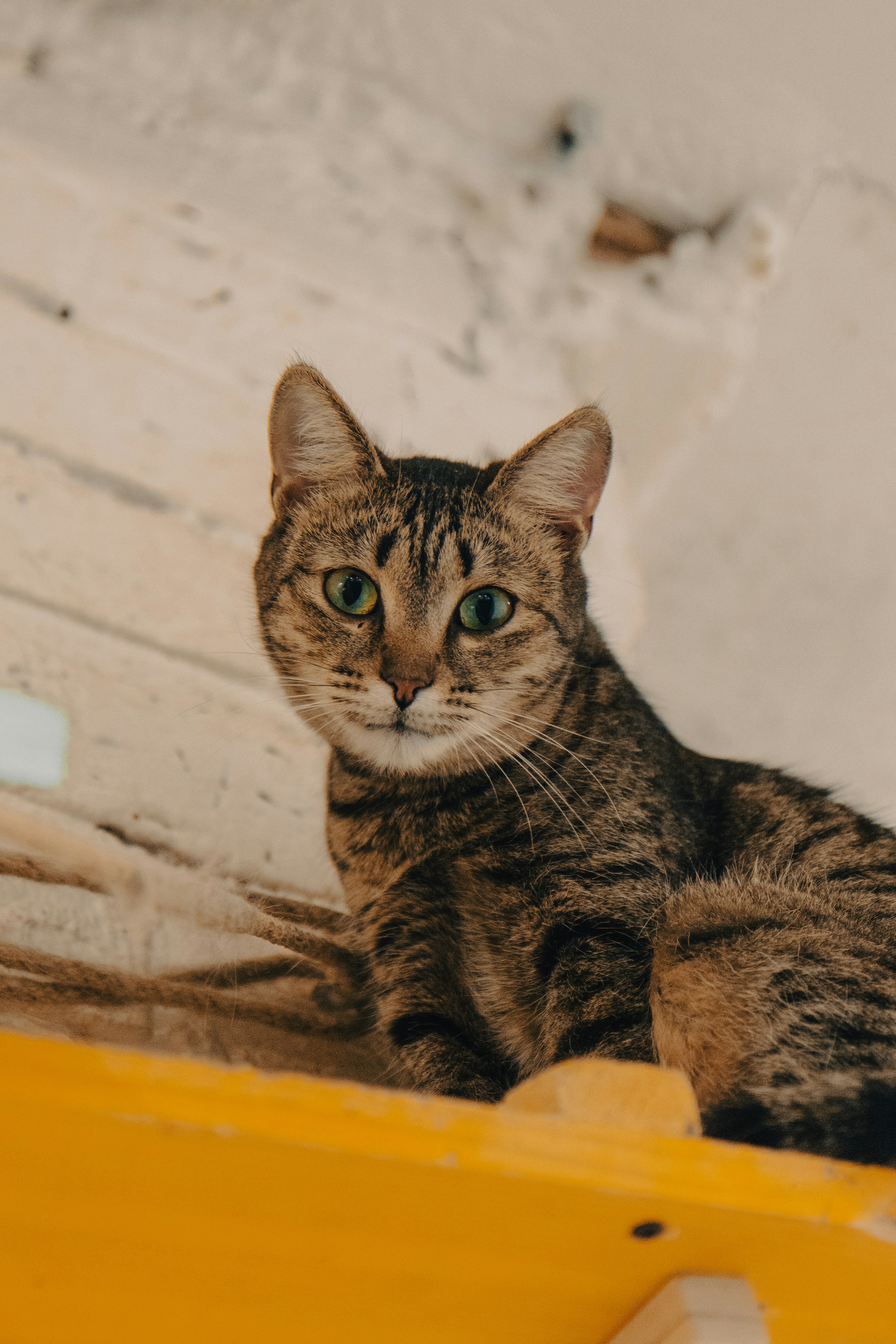 Curious Cat Watches from a Sunlit Window Sill