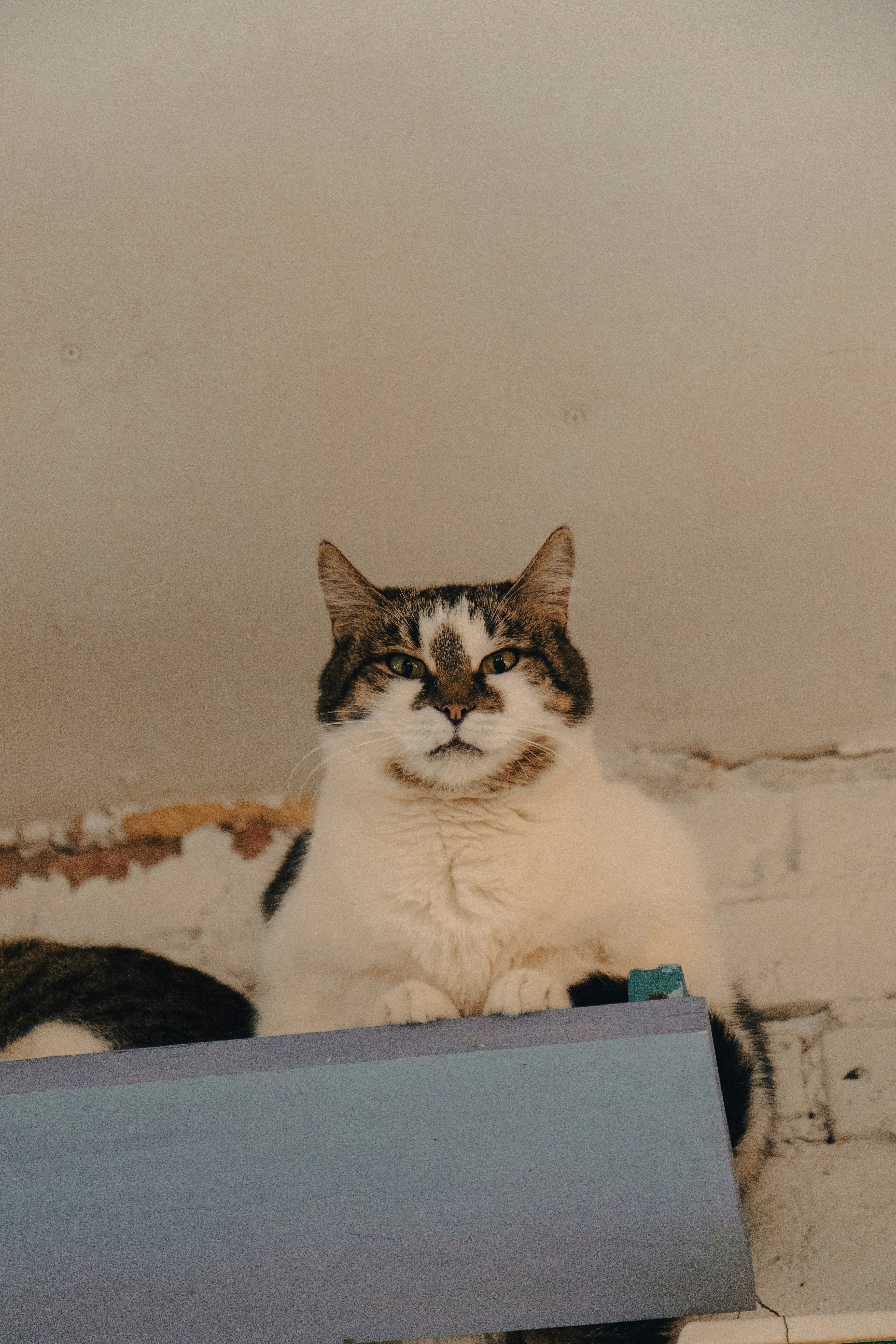 Calico Watcher: a patient gaze from a weathered blue plank