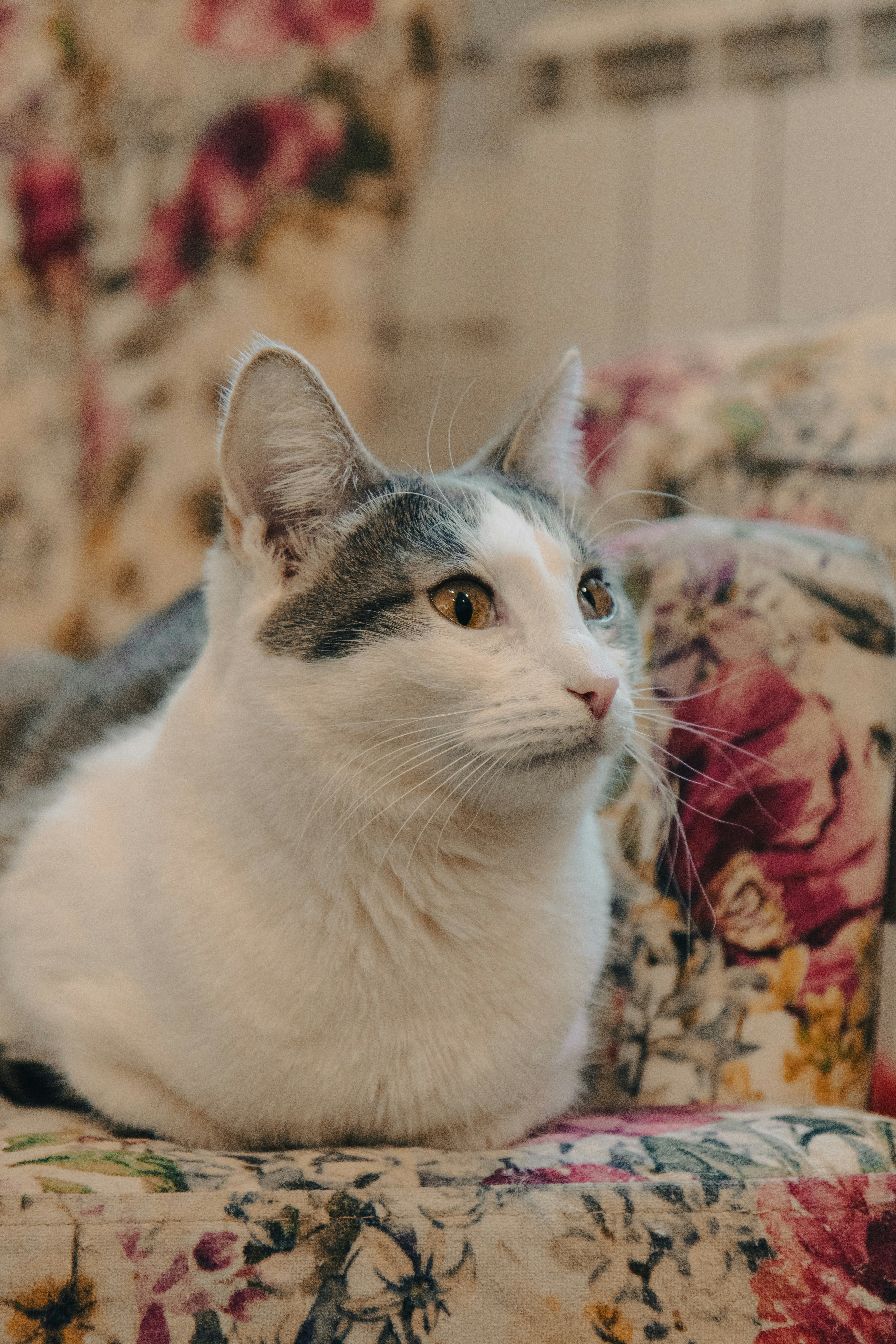 Whisker Watcher on a Floral Sofa