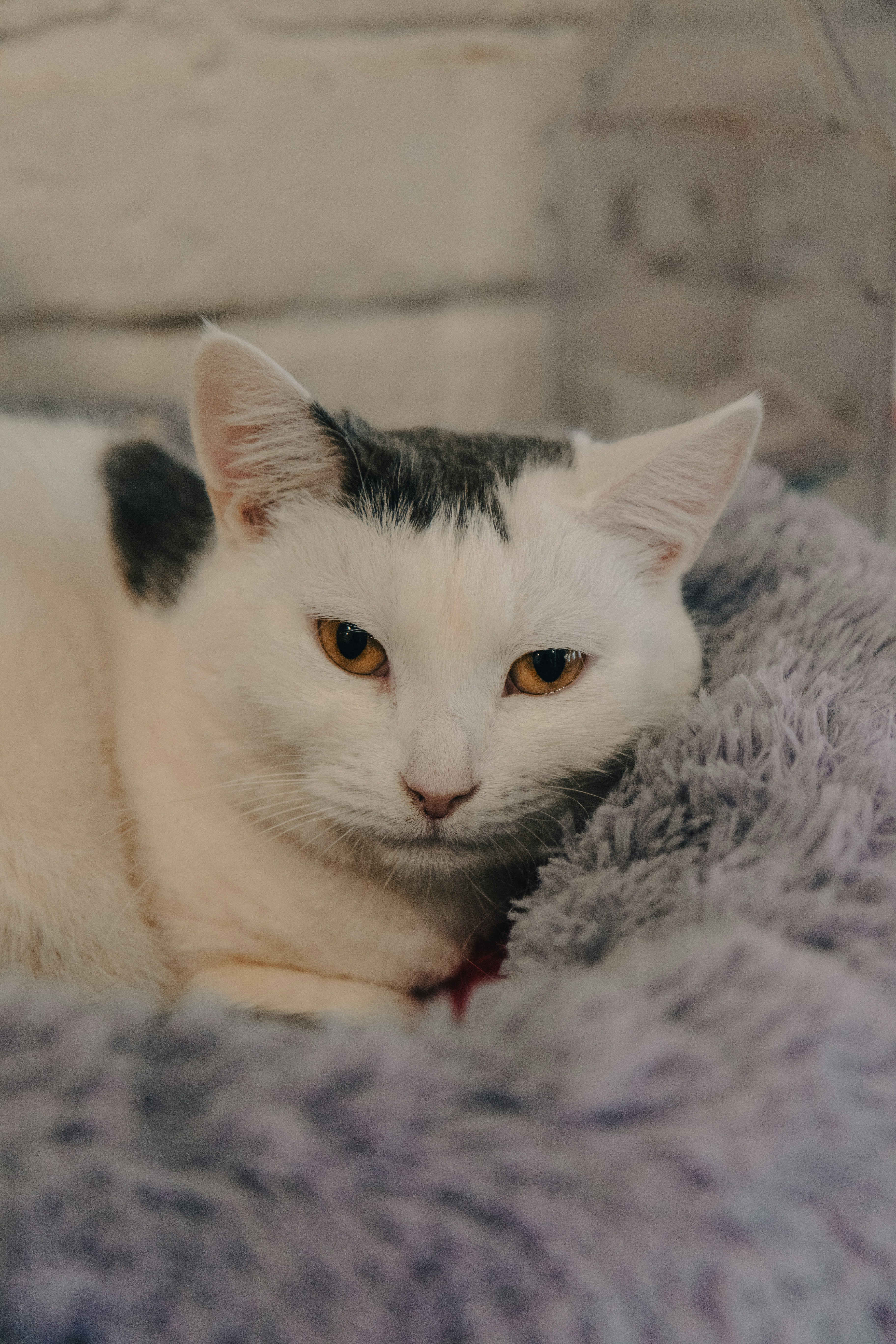 Centered Whiskered Gaze: A Calm Cat Resting in Soft Light