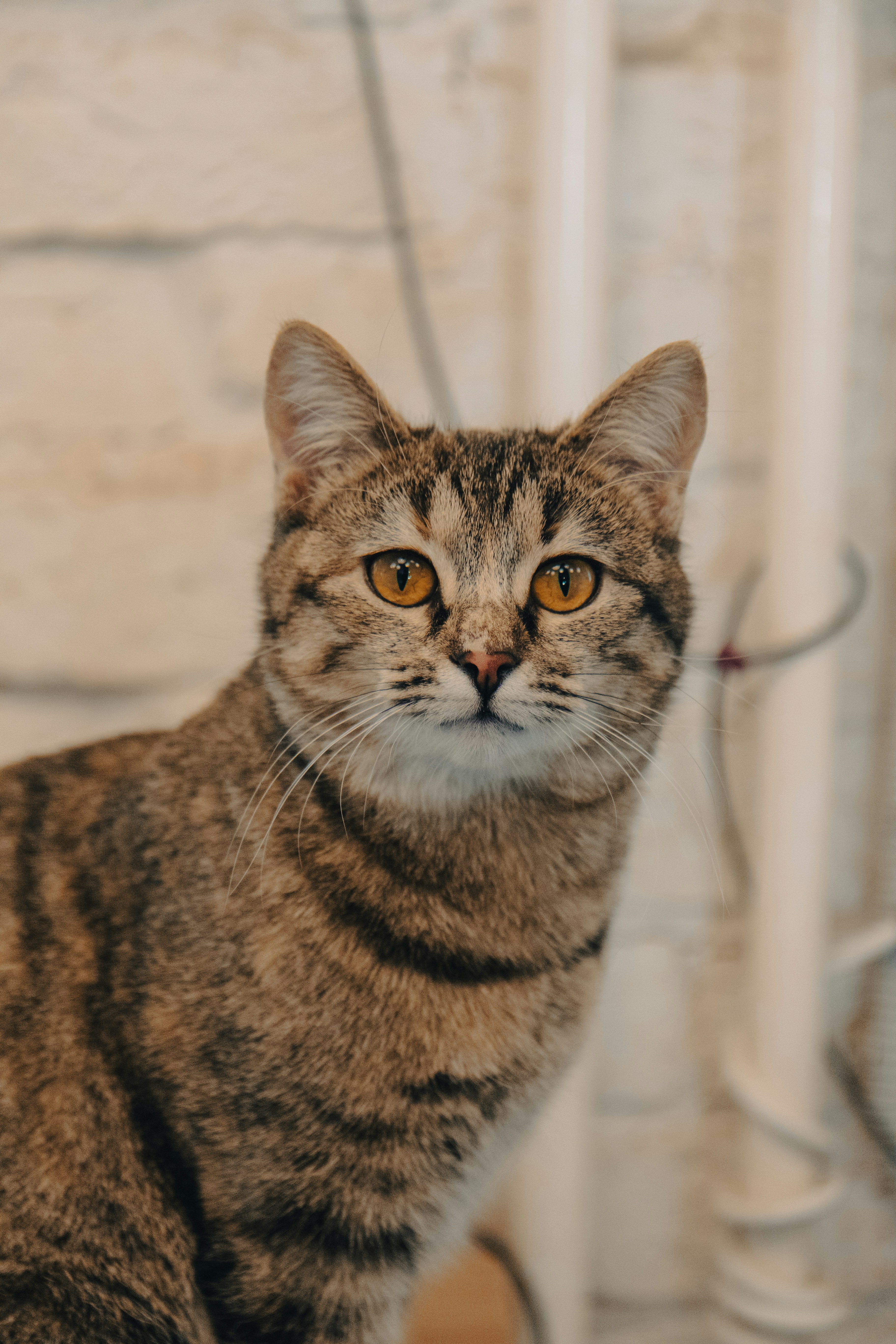 Amber-Gold Gaze: Tabby Portrait Among Brick and Pipes