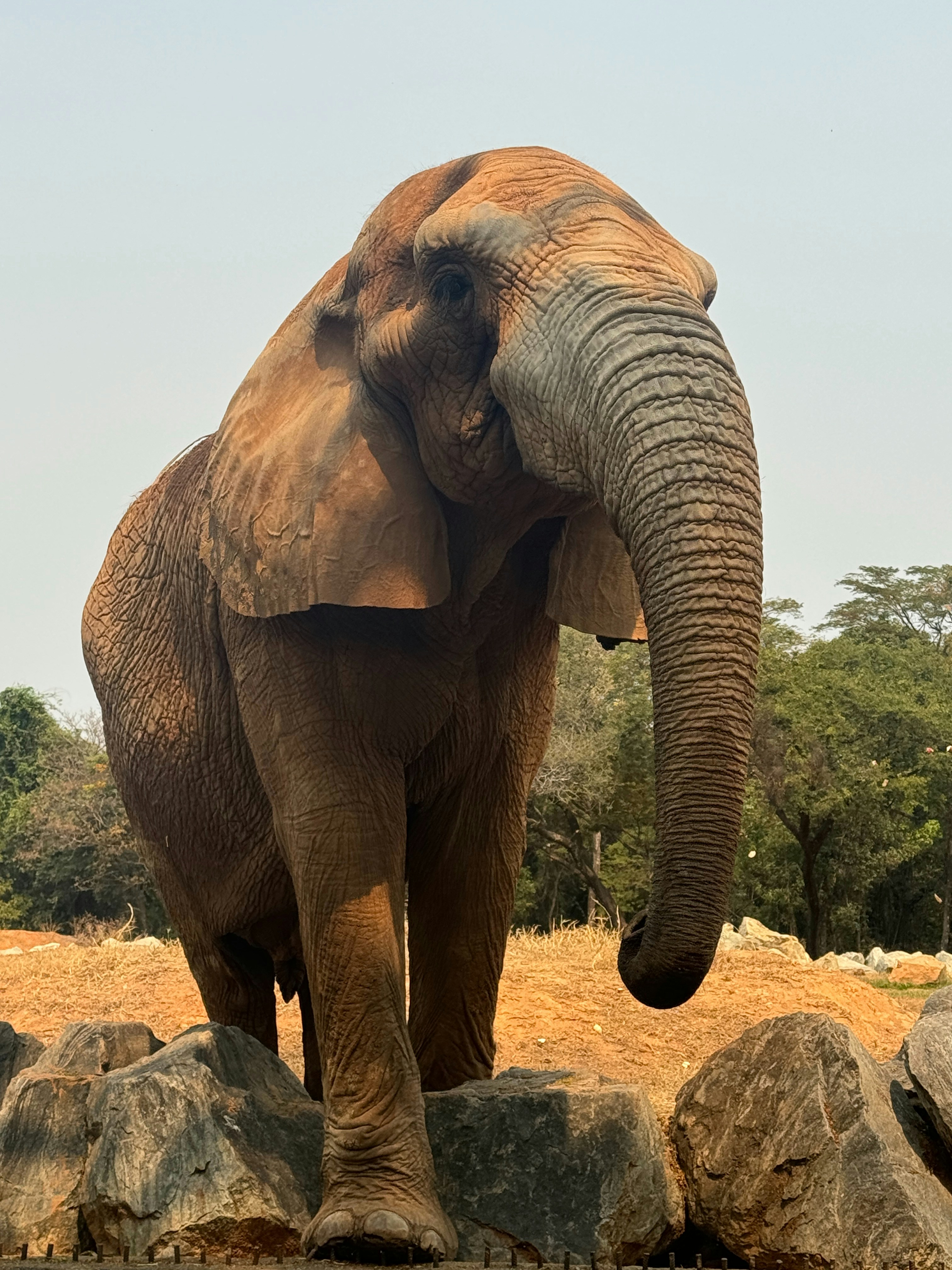 Golden Hour Sentinel: Elephant at the Rock-Studded Savanna