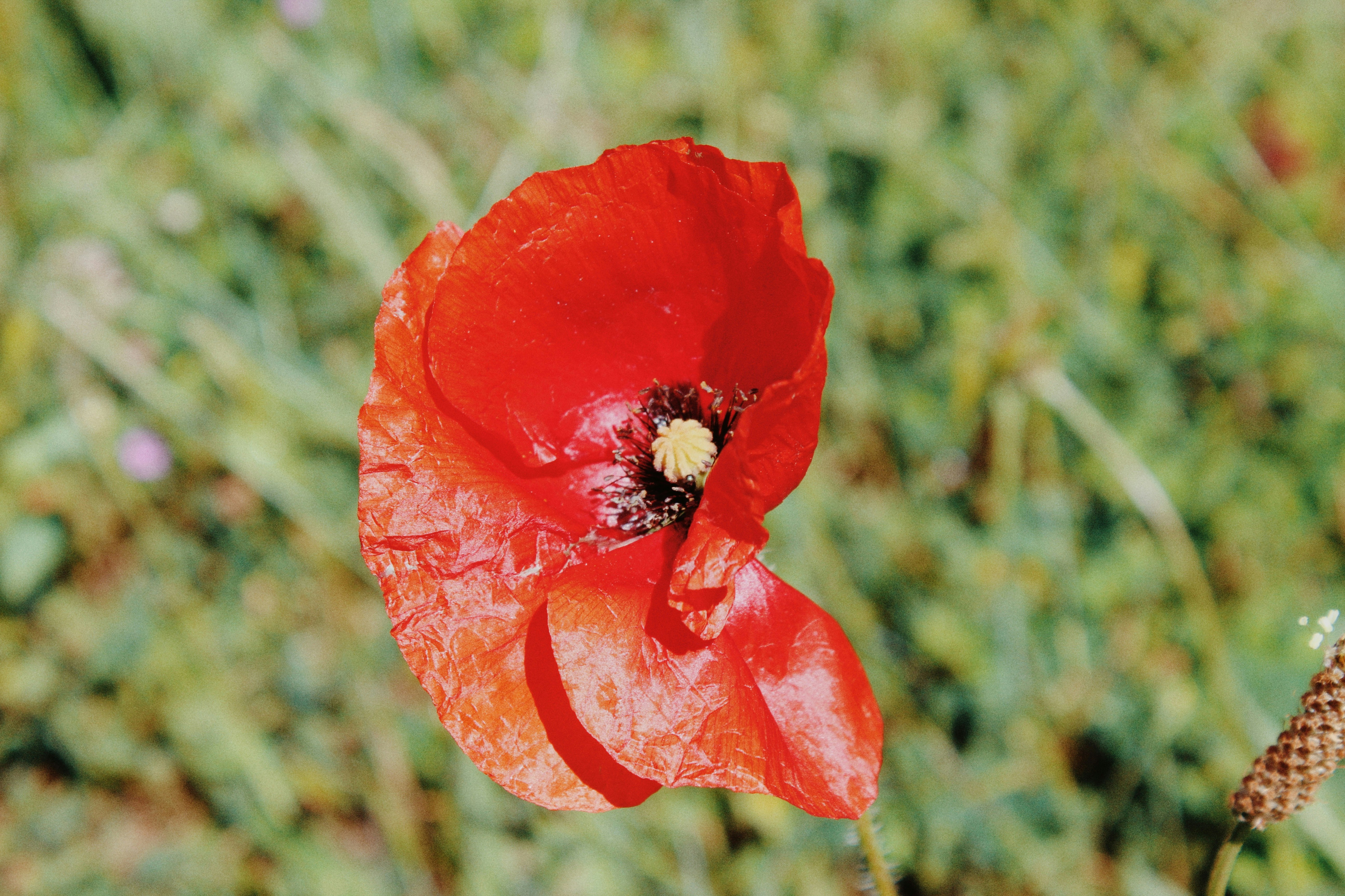 A single red flower in the middle of a field photo – Free Flower Image ...