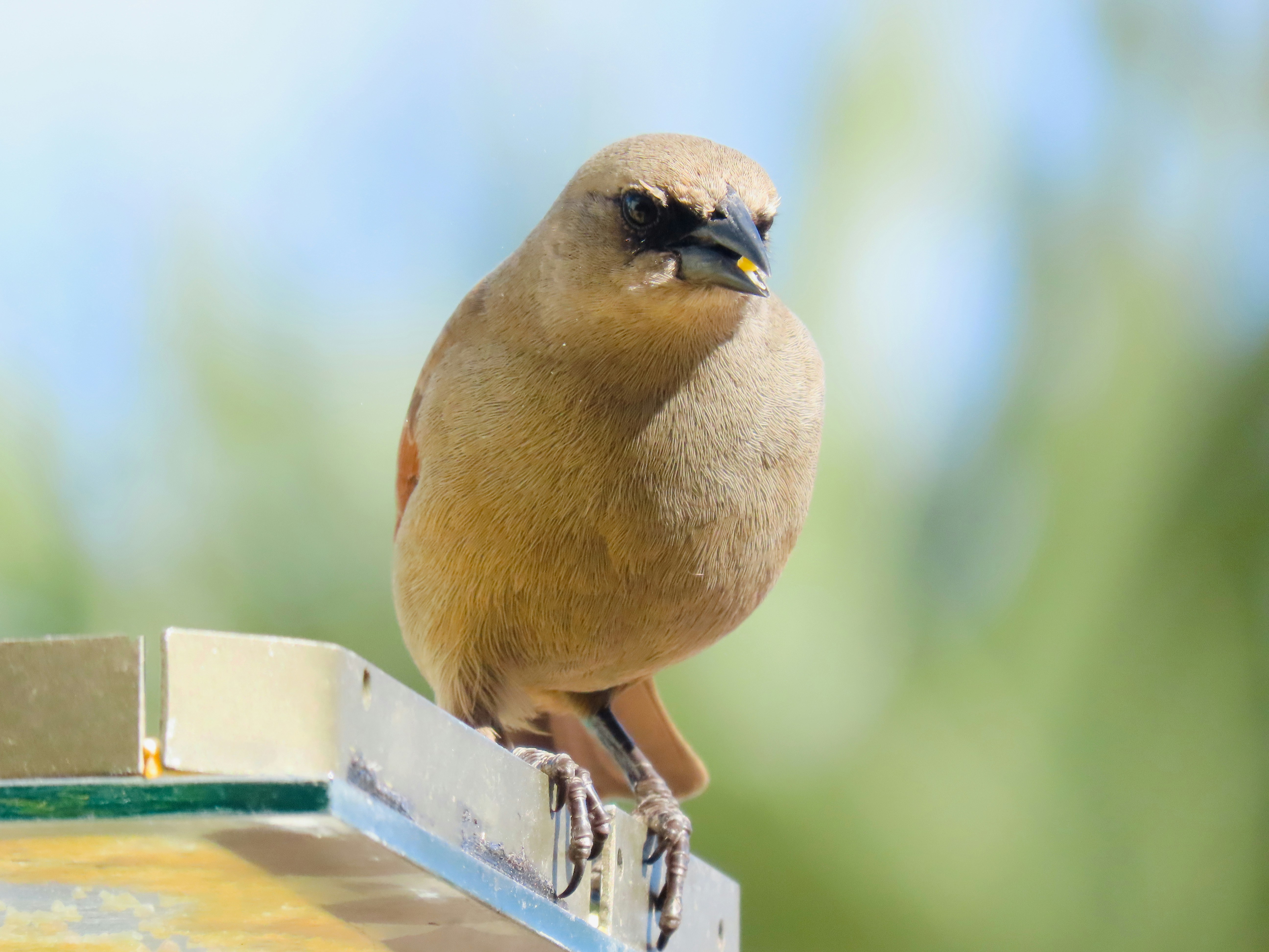 Ledge Sentinel: A small brown bird perched on a metallic edge