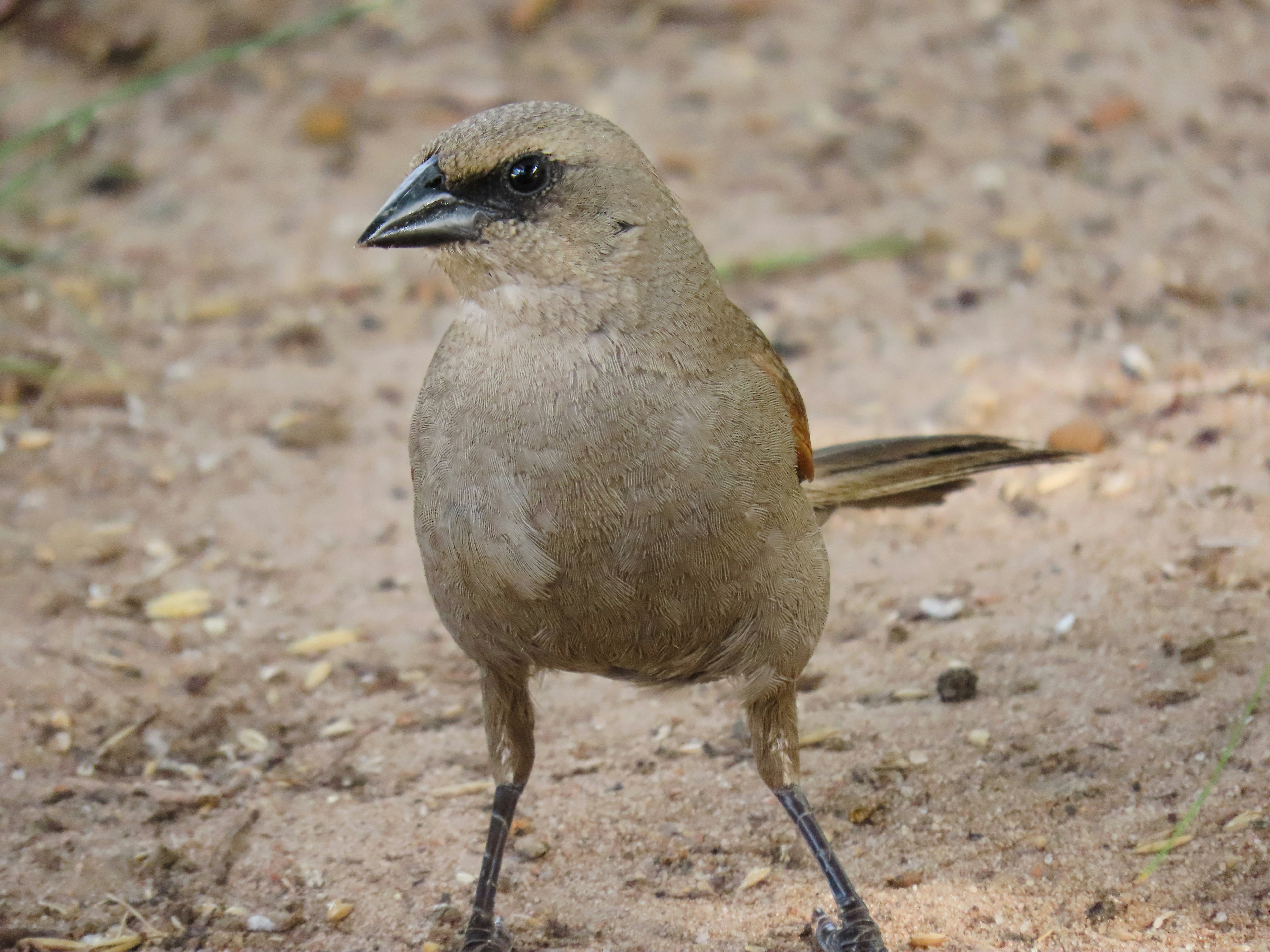 Stalking Ground: Brownish Warbler Pause on Dusty Soil