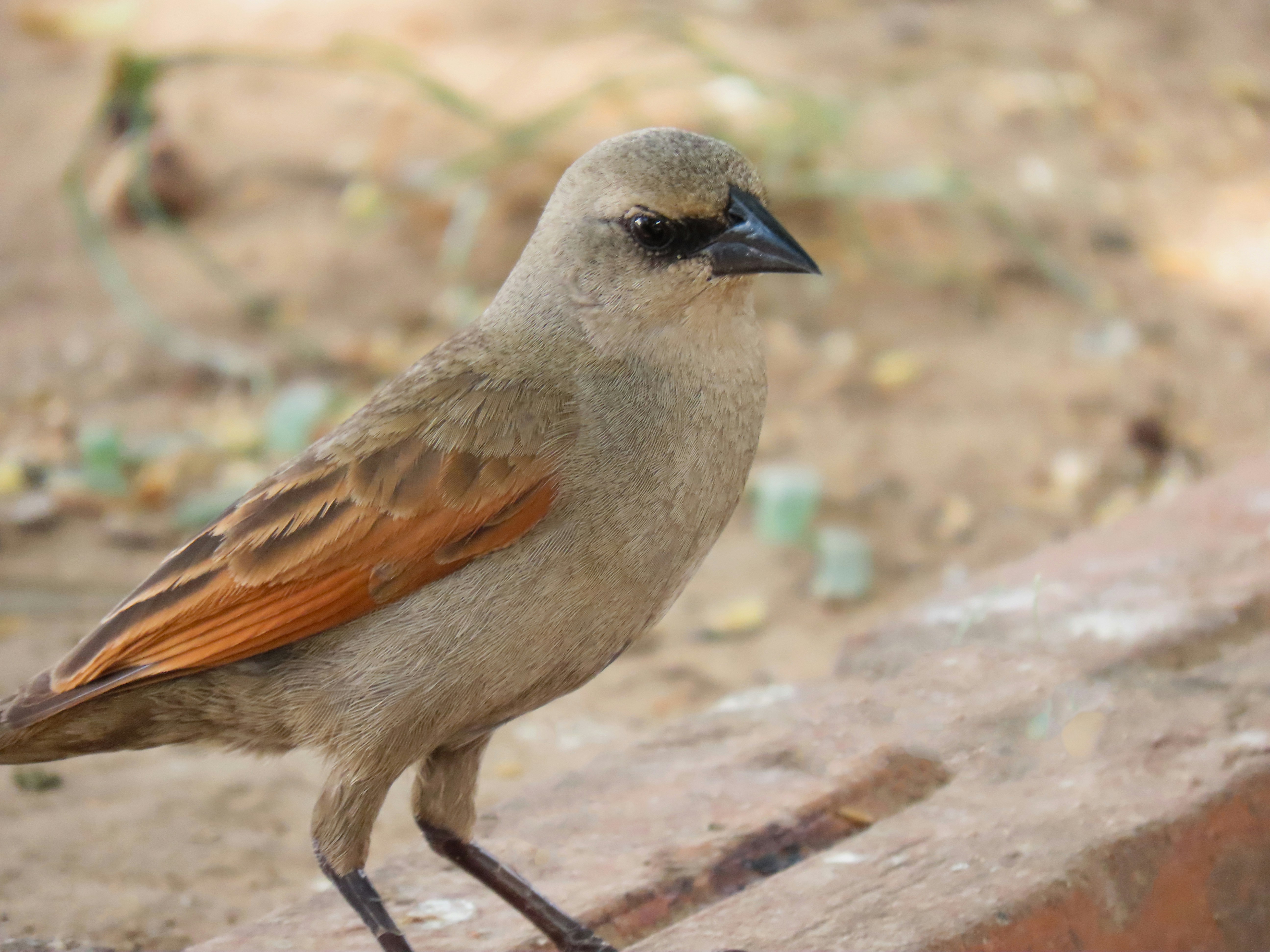 Grey bird with orange wing patch perched by a sunlit curb