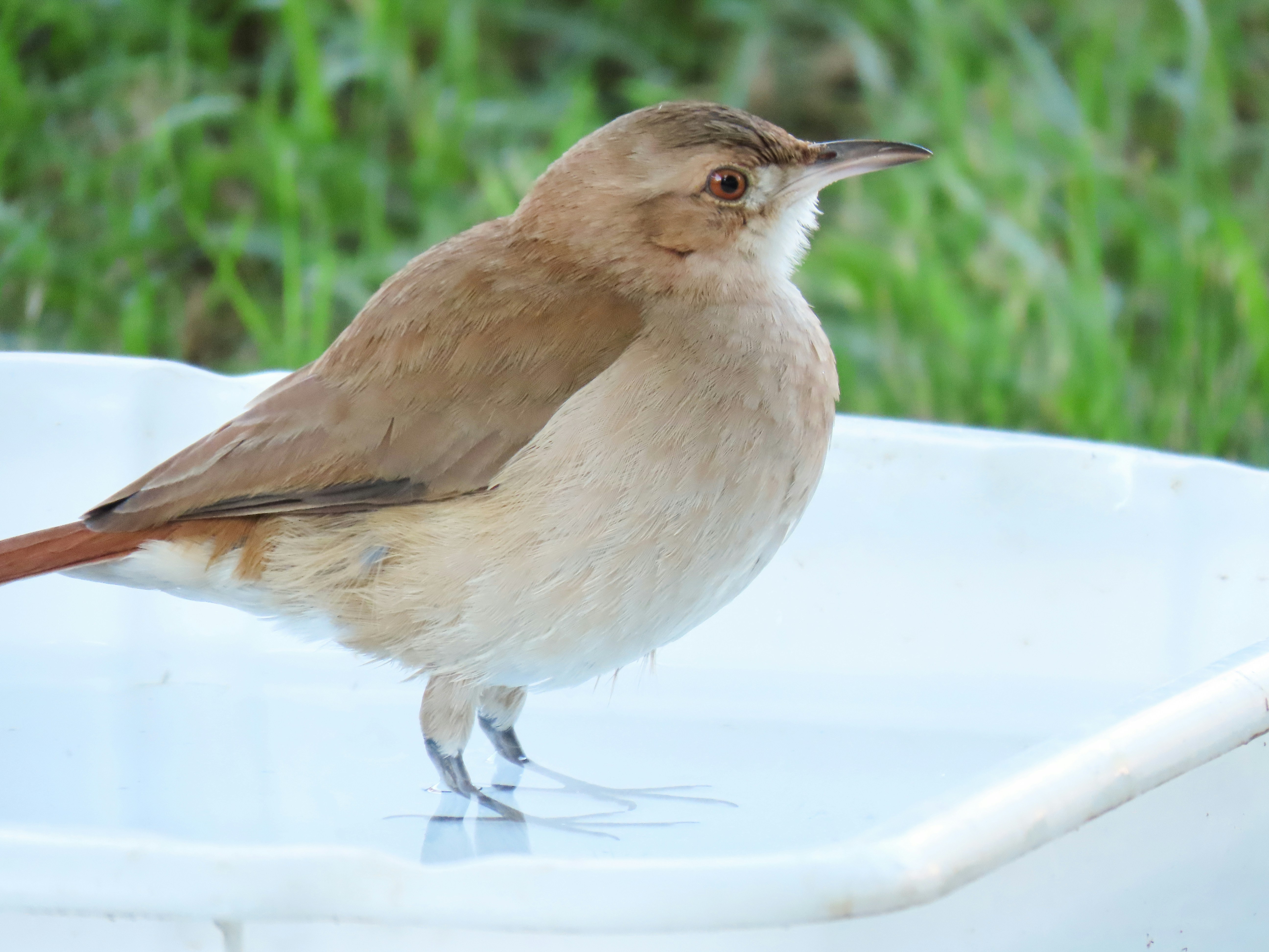 Creamy Brown Warbler Perched on a White Tray in a Green Backyard