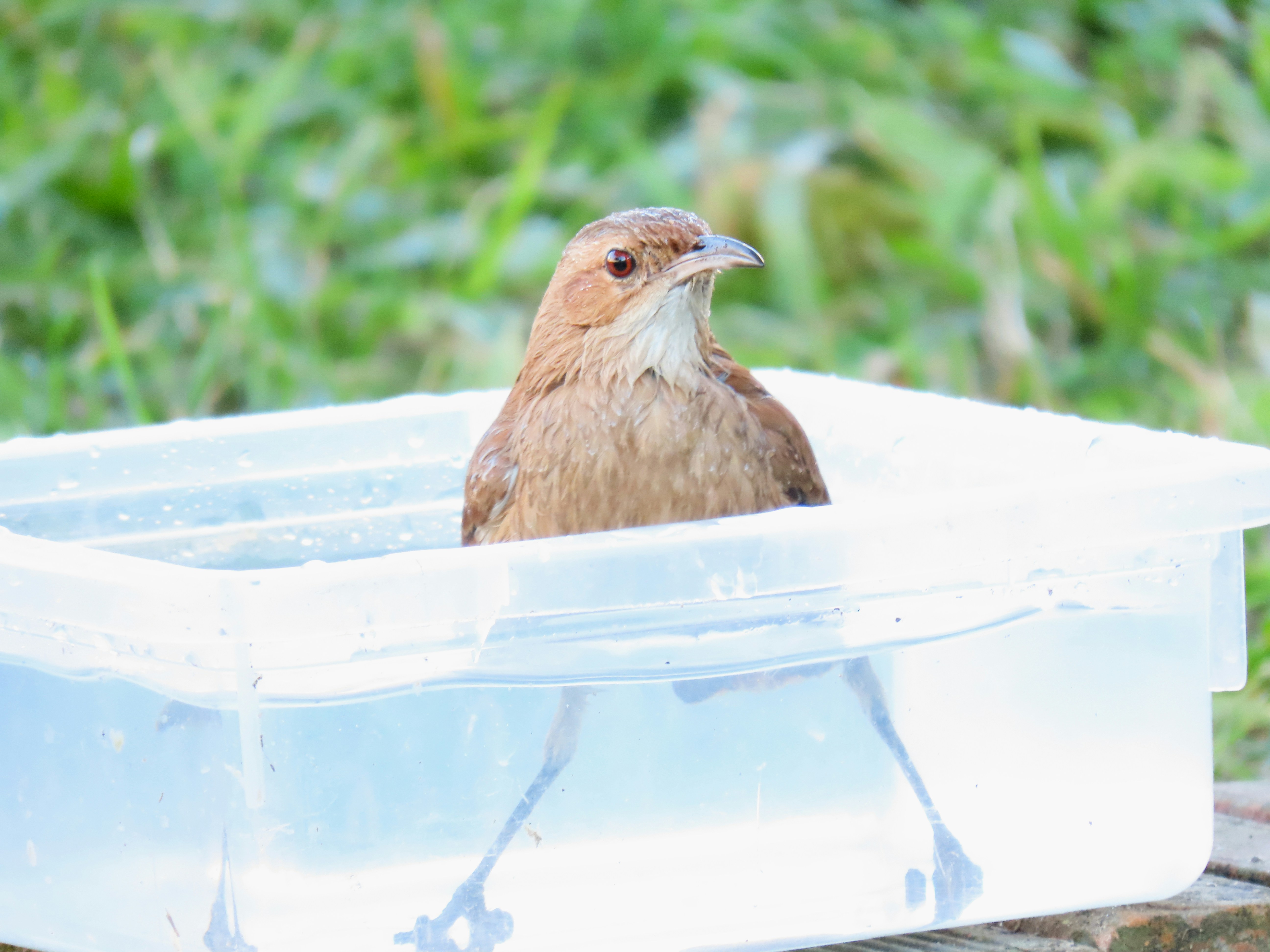 Curious Brown Songbird Pops Up in a Clear Plastic Bath