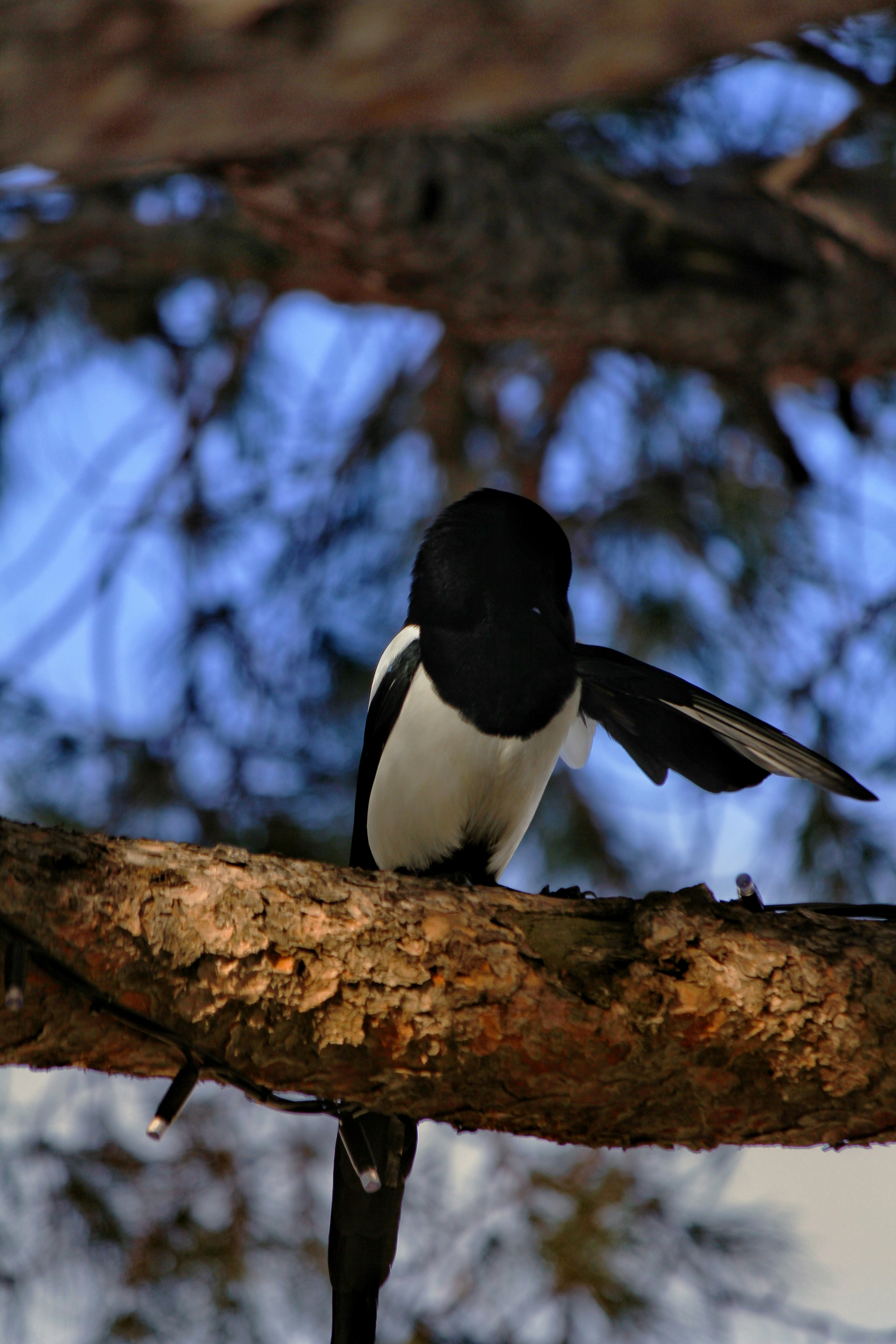 Mid-Branch Pause: A Black-and-White Magpie Resting on Weathered Bark