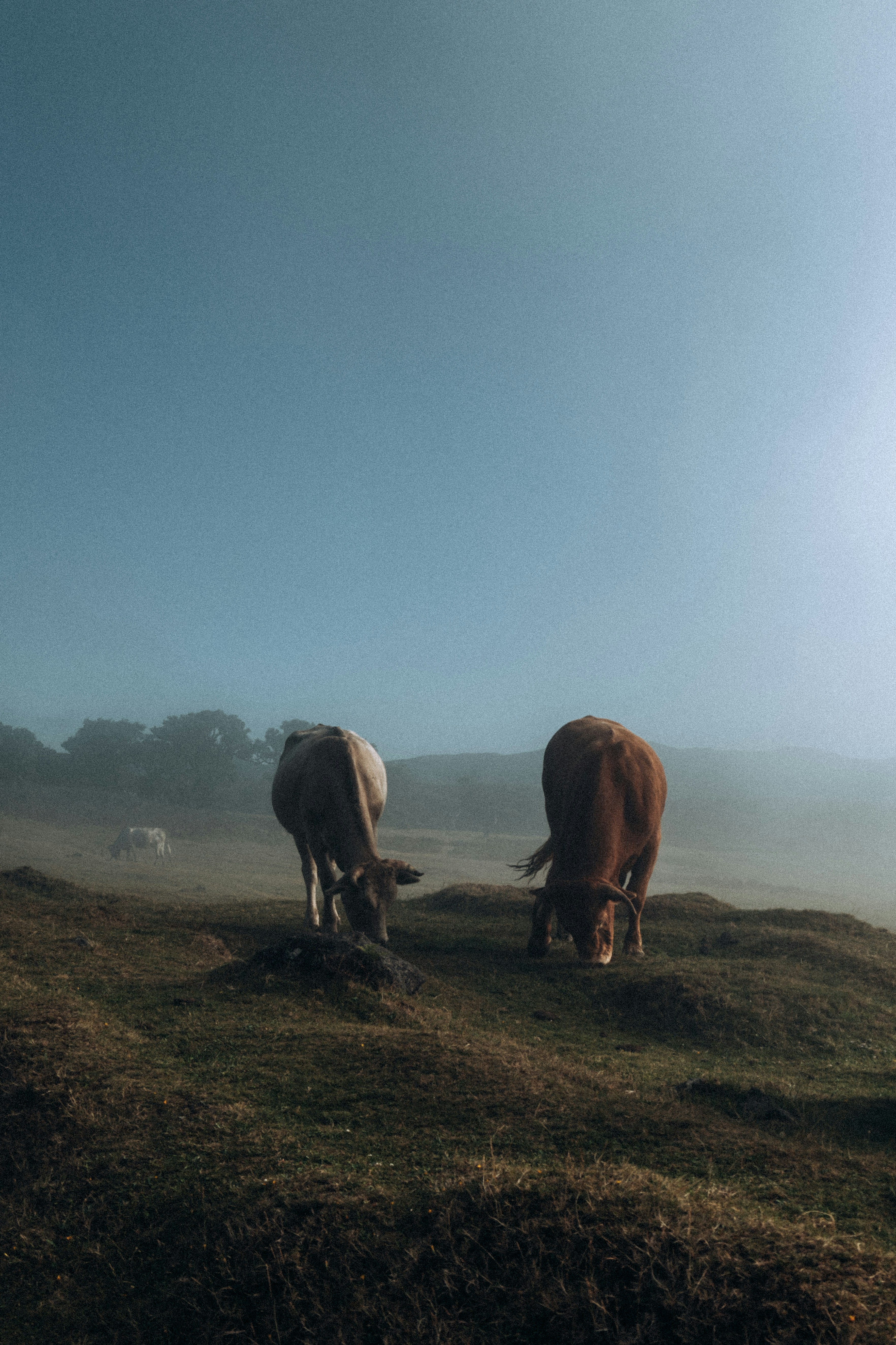 Dawn Mist Over the Quiet Pasture: Two Cows Grazing in Soft Light
