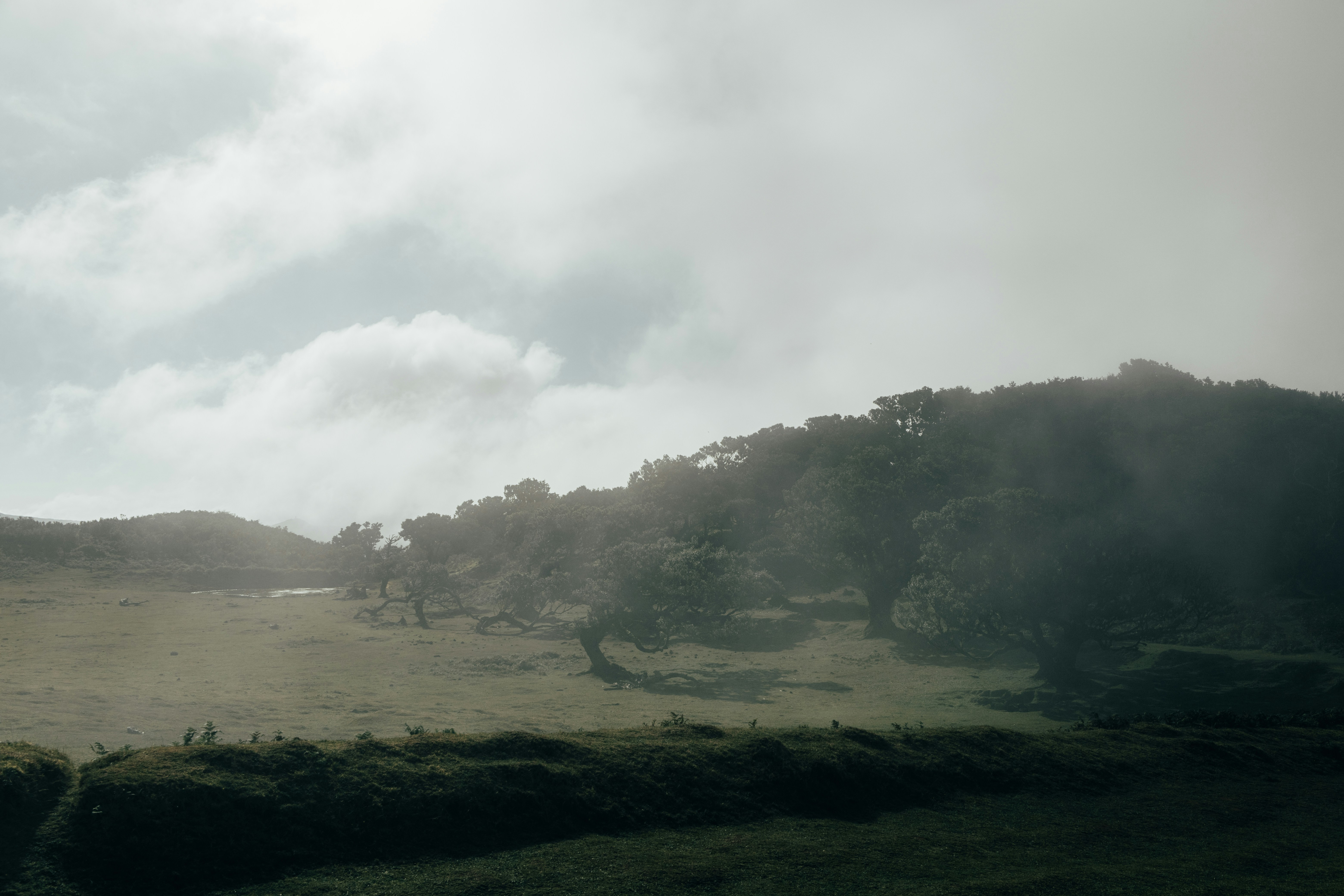 Mist-Laced Oaks on a Quiet Ridge