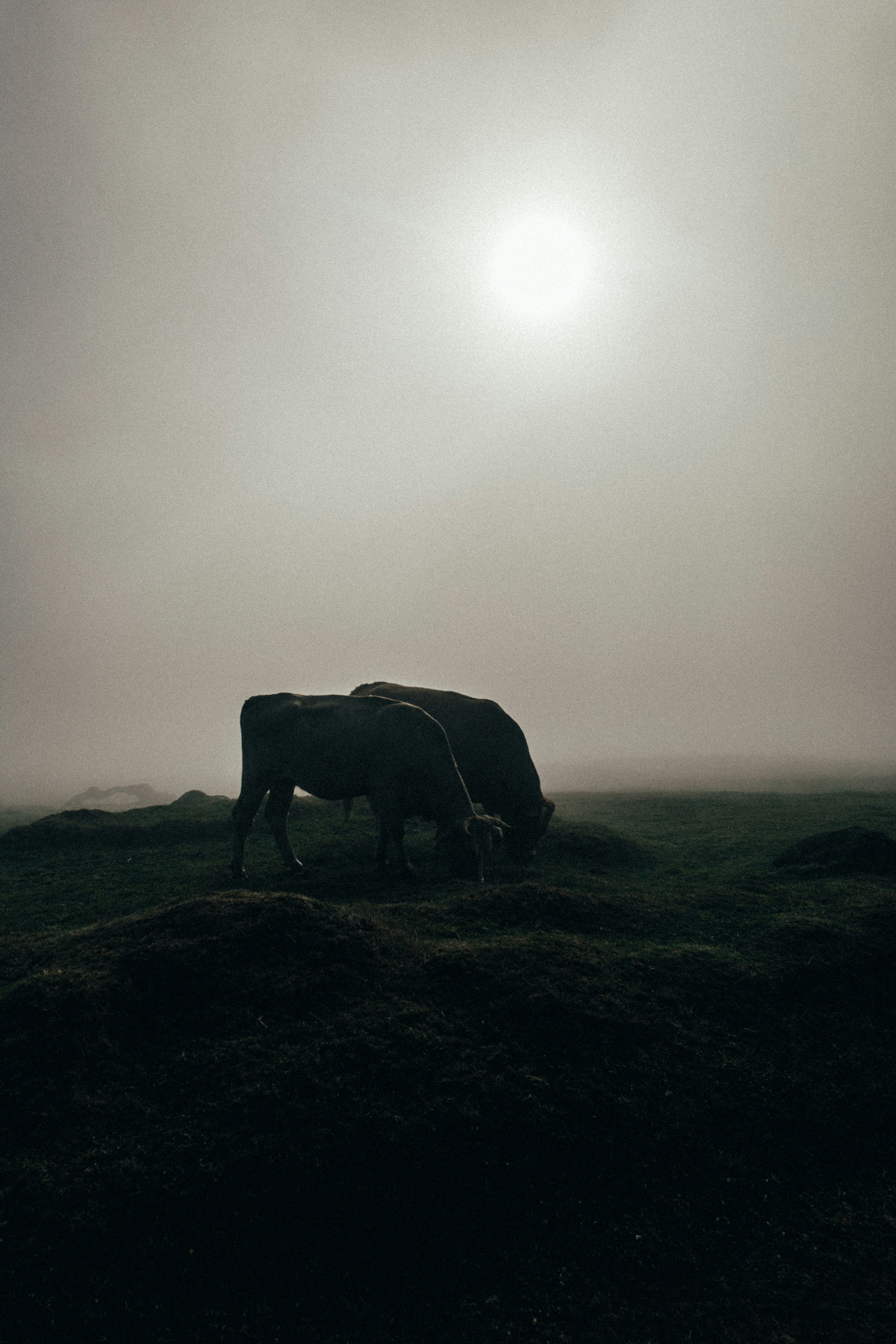 Grazing in the Mist: Silhouettes Beneath a Pale Moor Sun