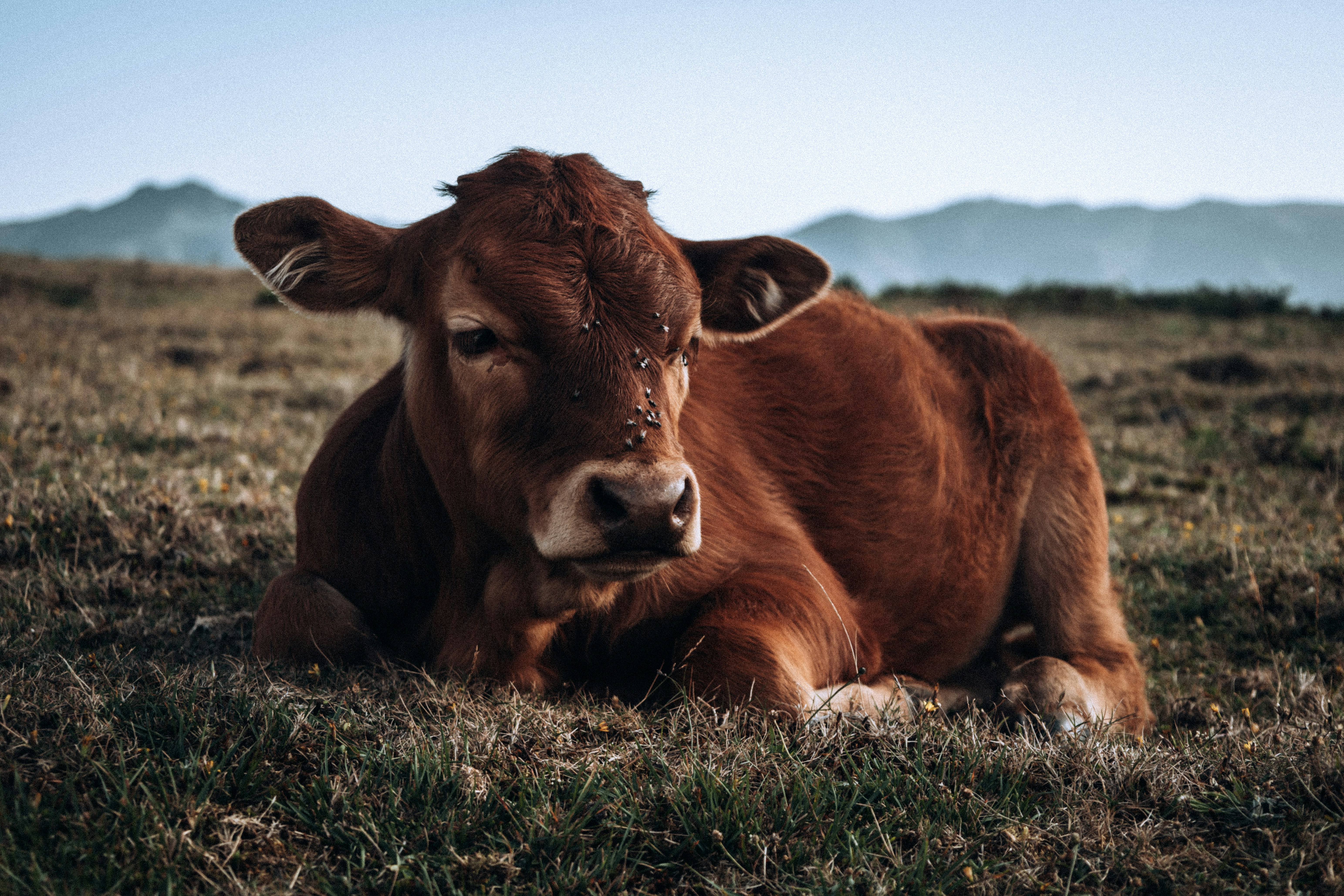 Uma vaca marrom deitada em cima de um campo coberto de grama foto ...