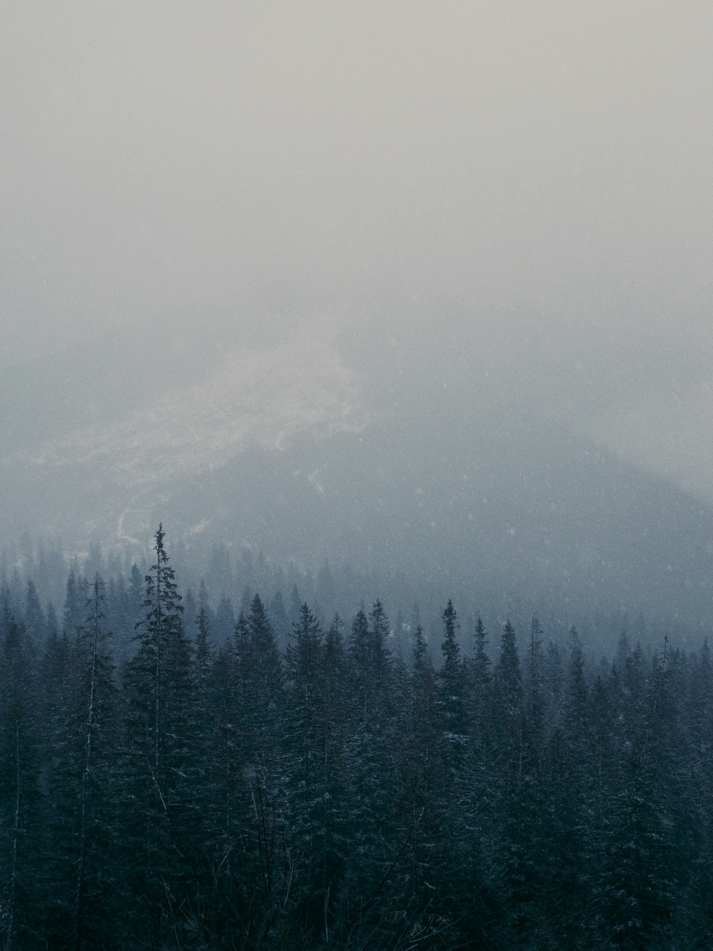 A snow covered forest with a mountain in the background photo – Free ...