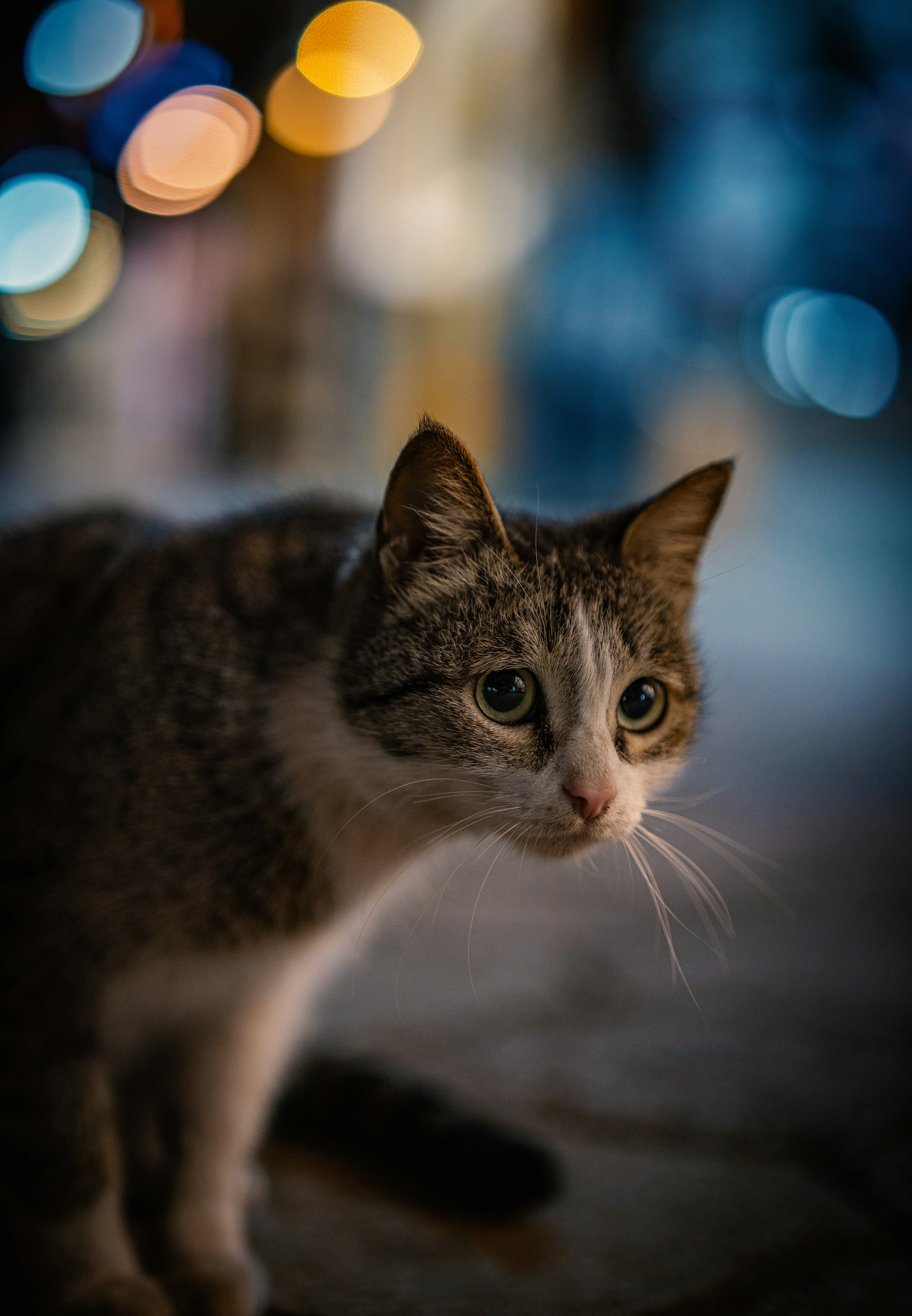 Neon Whiskers: A Street Cat Pause Beneath Urban Bokeh